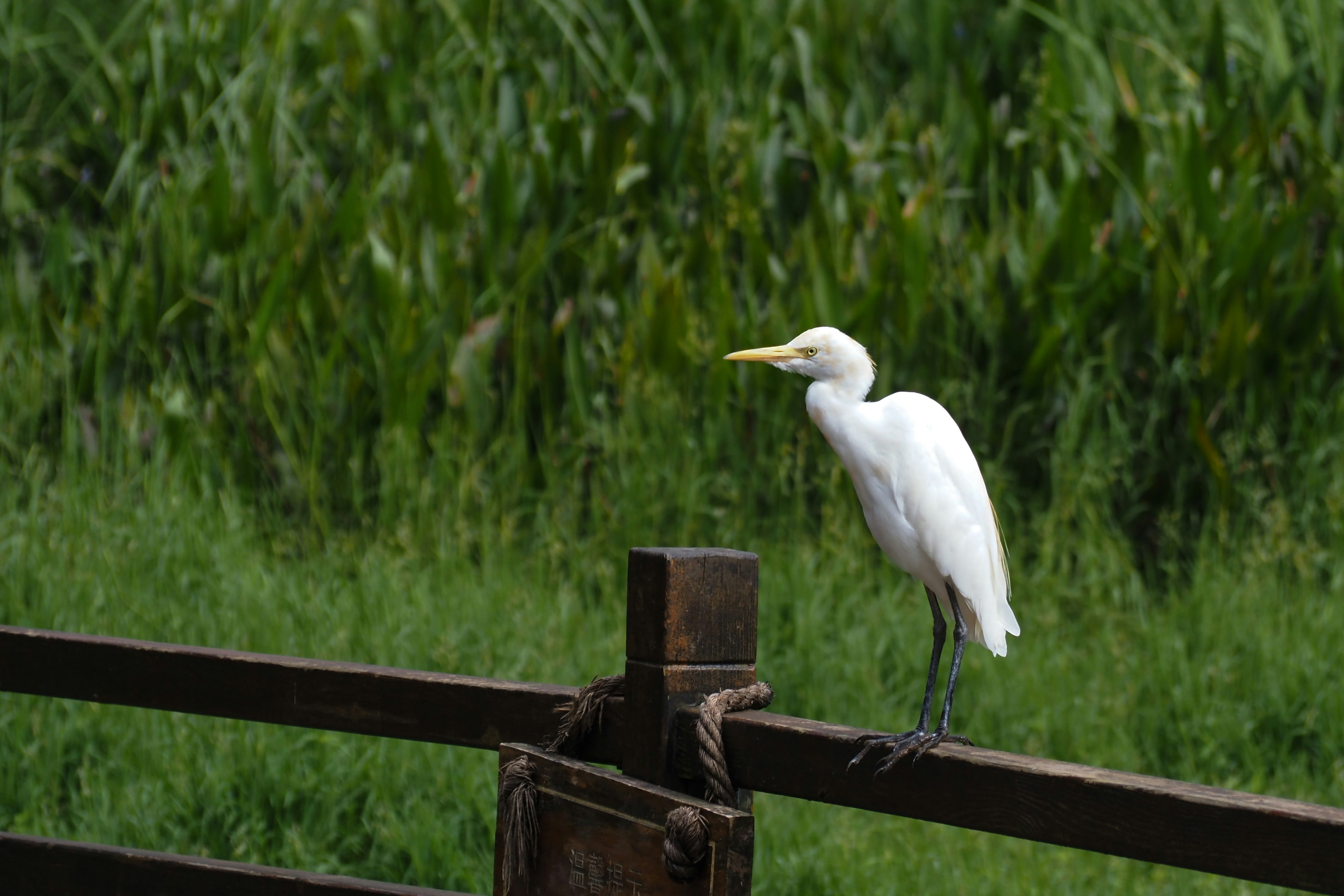 Perched Heron on a Weathered Rail