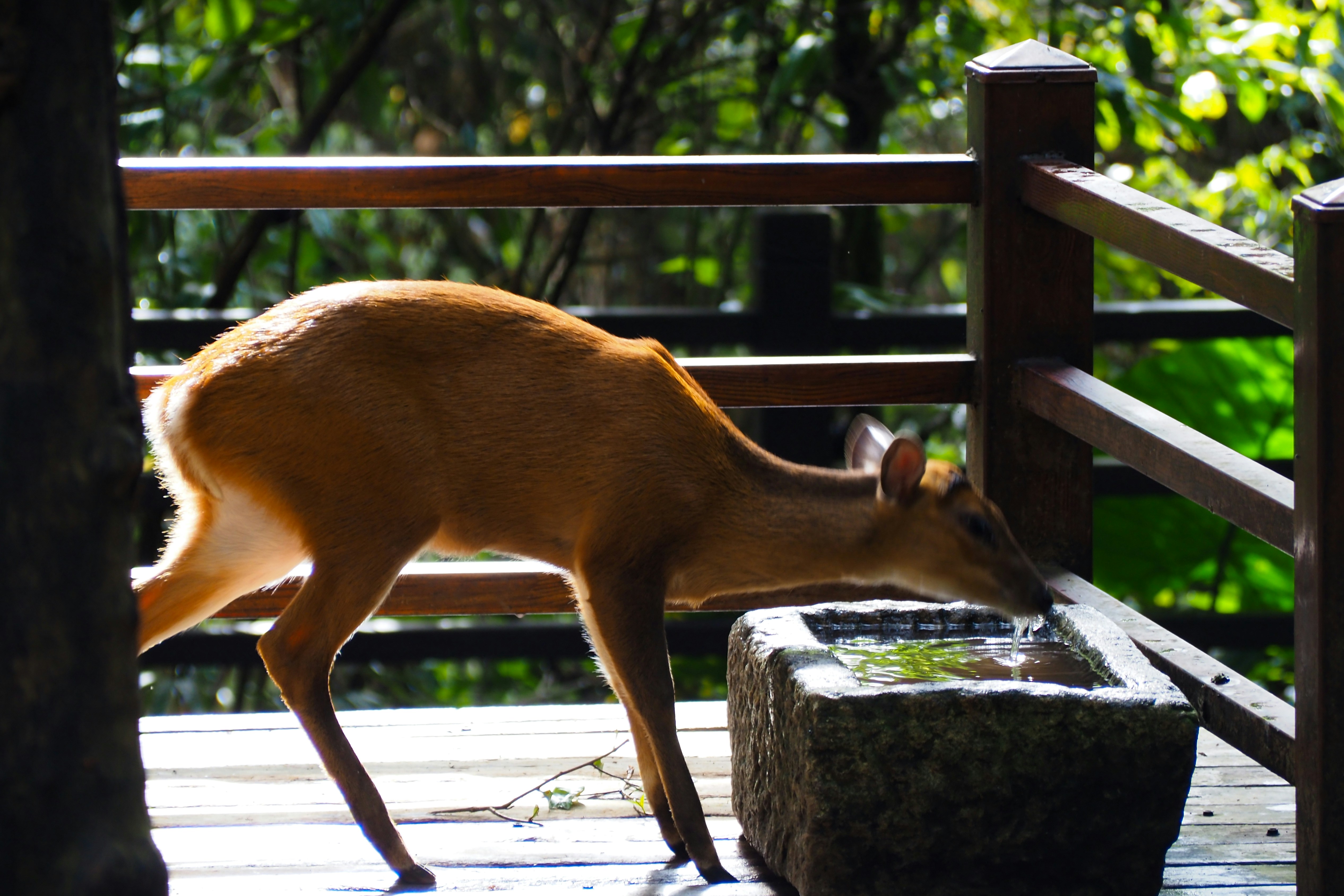 Deer at the Stream: A Quiet Drink on a Wooden Deck