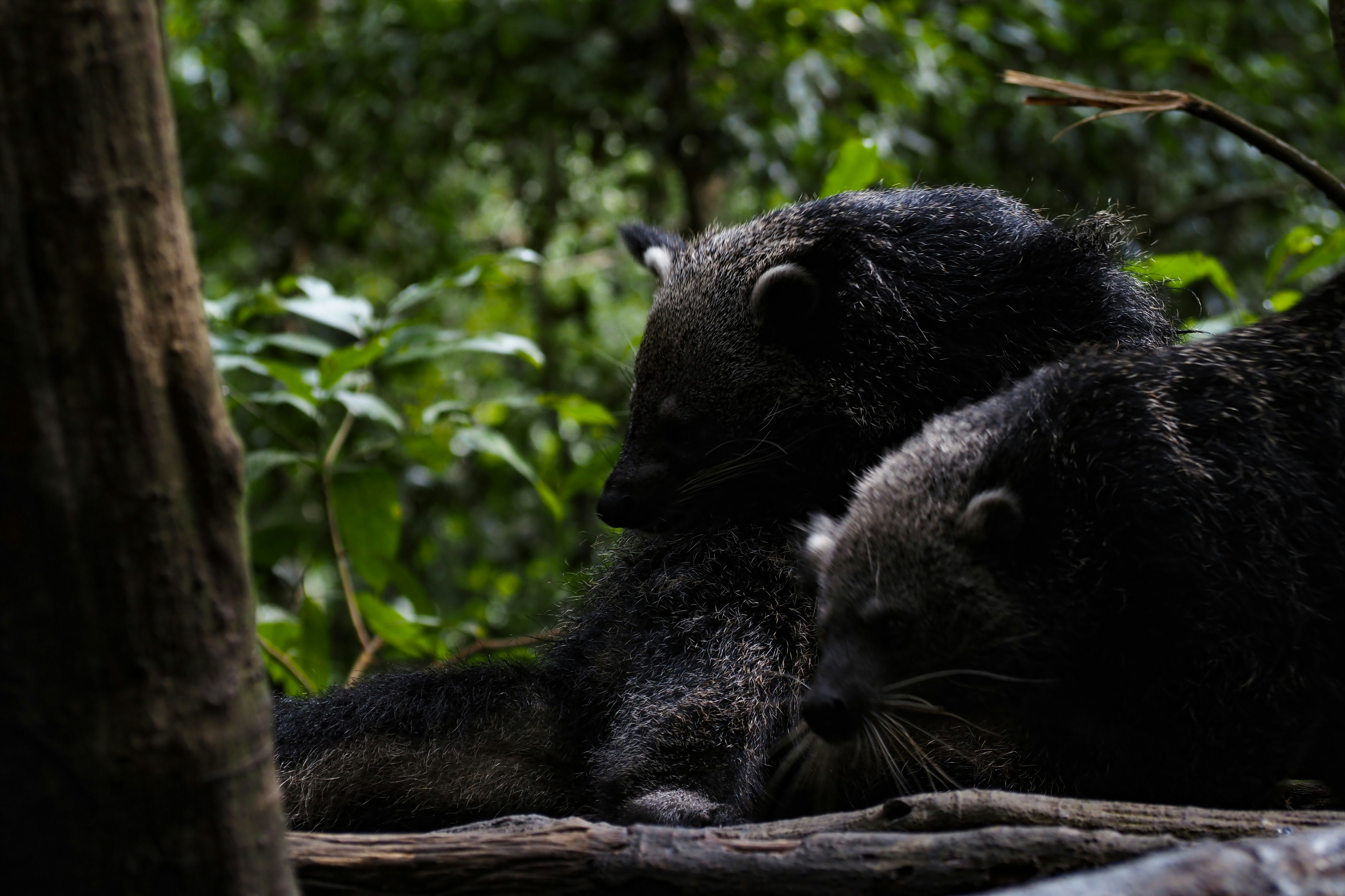Drowsy Vigil: Two Panders Rest in Dense Canopy