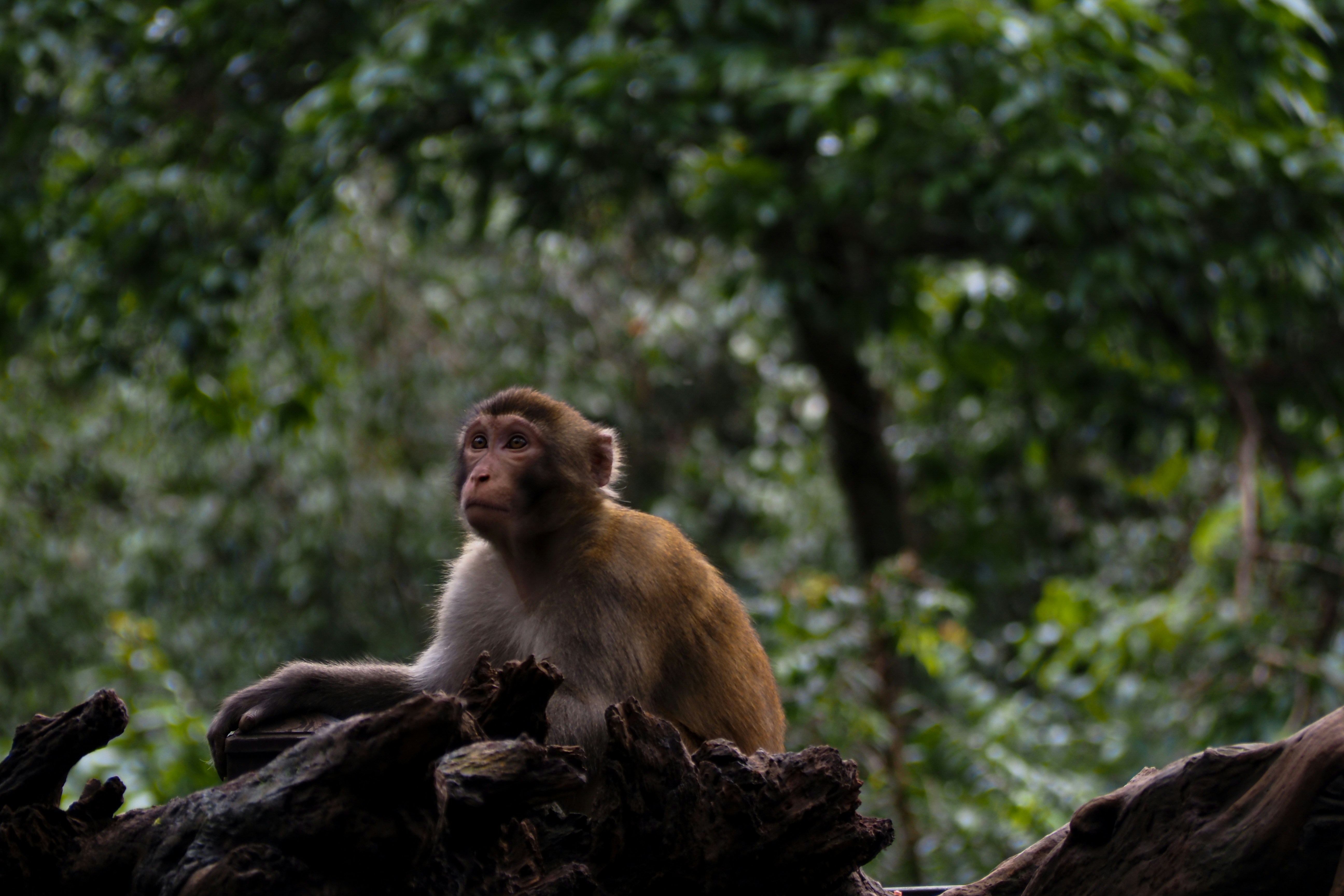 Curious Primates: A Monkey Scans the Forest Canopy