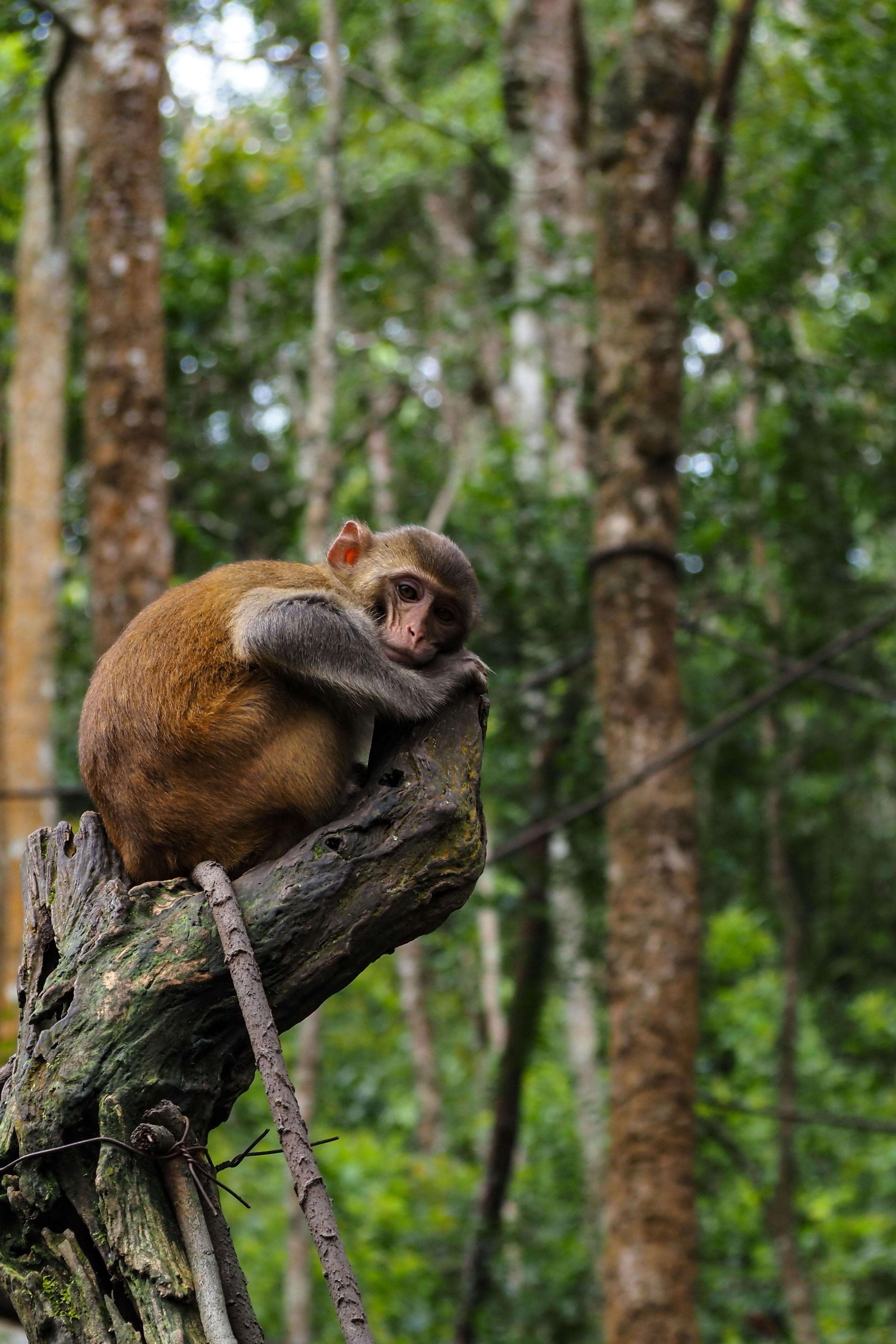 Curled by the Forest: A Curious Monkey resting on Weathered Wood