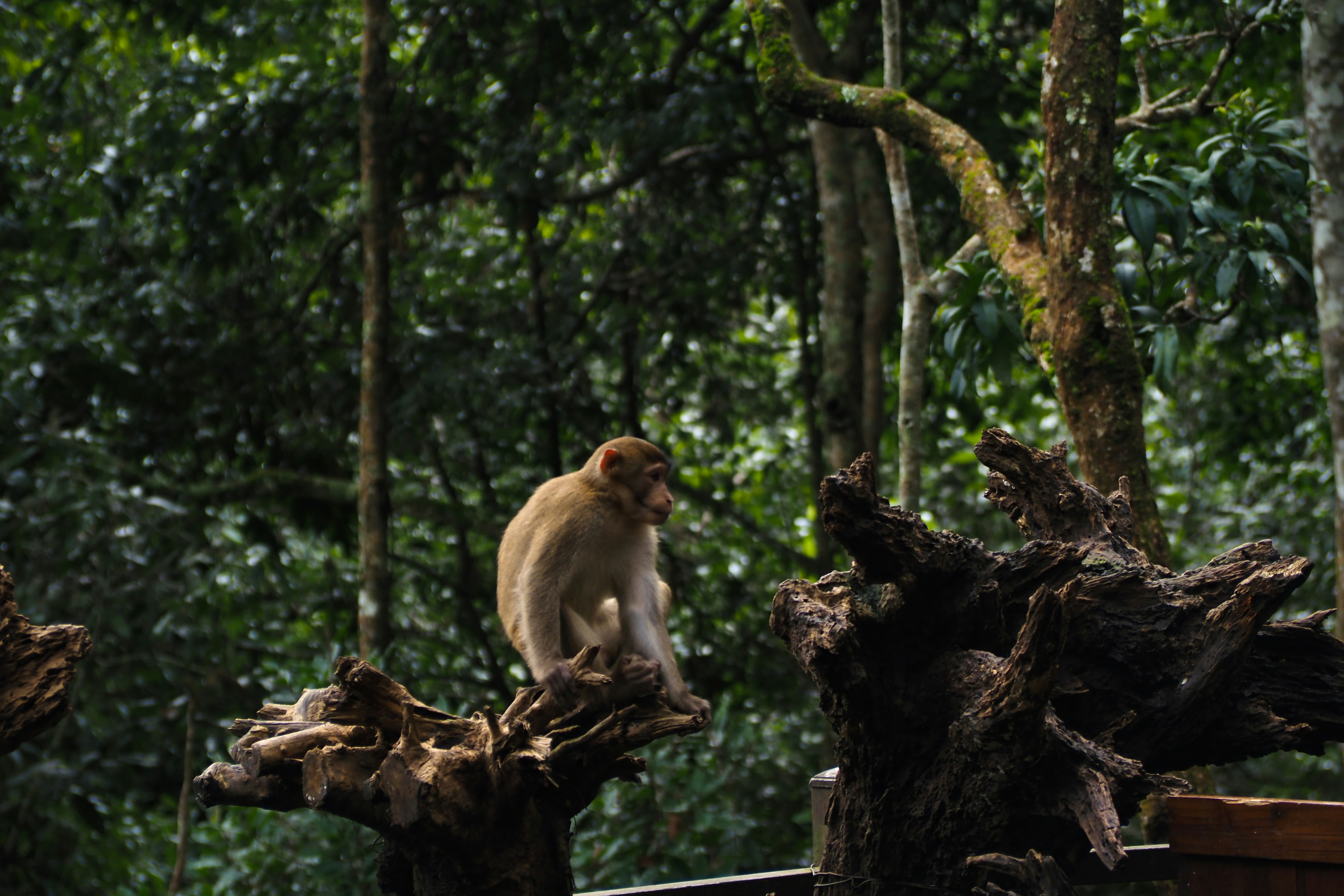 Sultry Rest on an Ancient Log: A lone macaque surveys the grove
