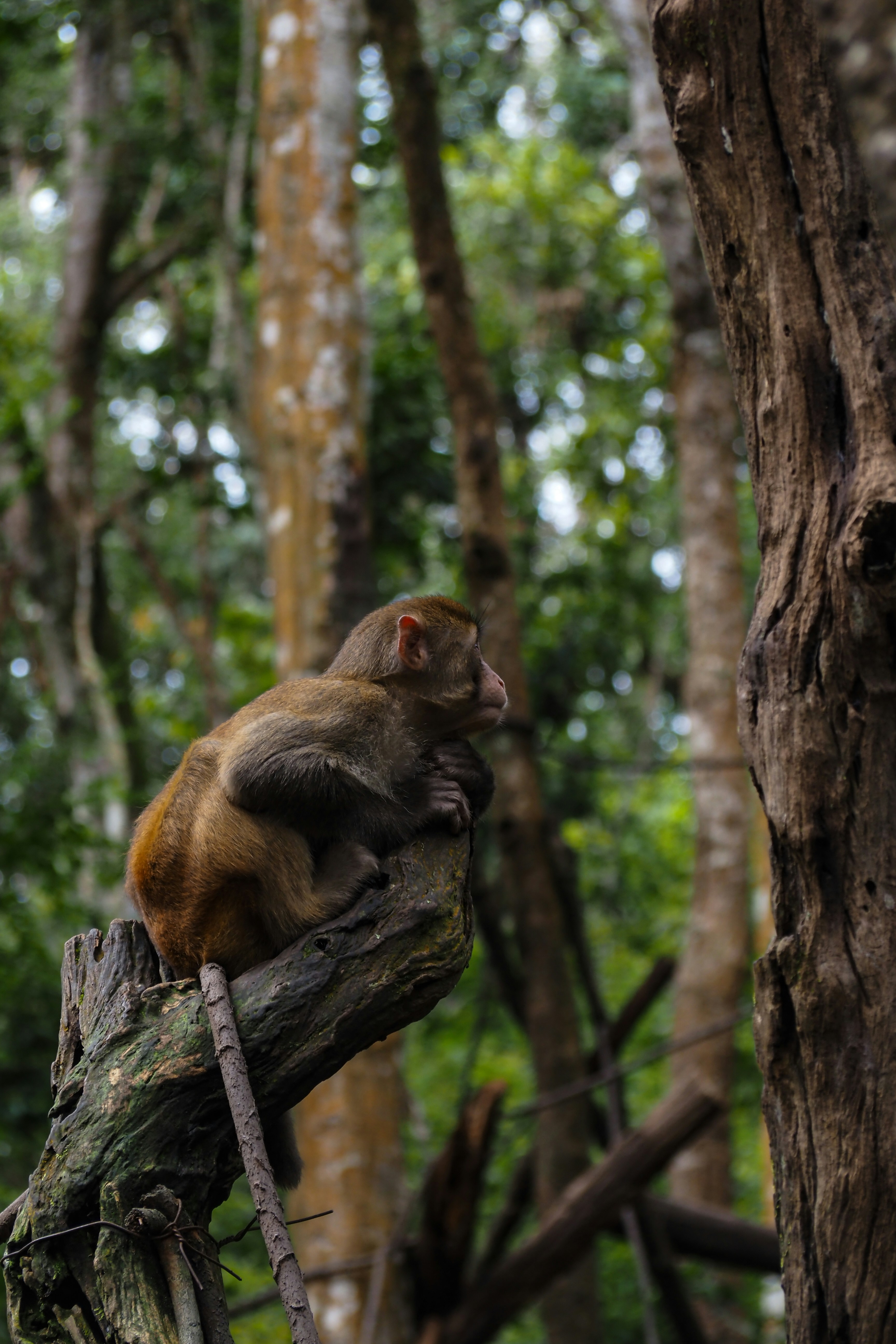 Curious Chimp perched on a weathered log in a sun-dappled forest