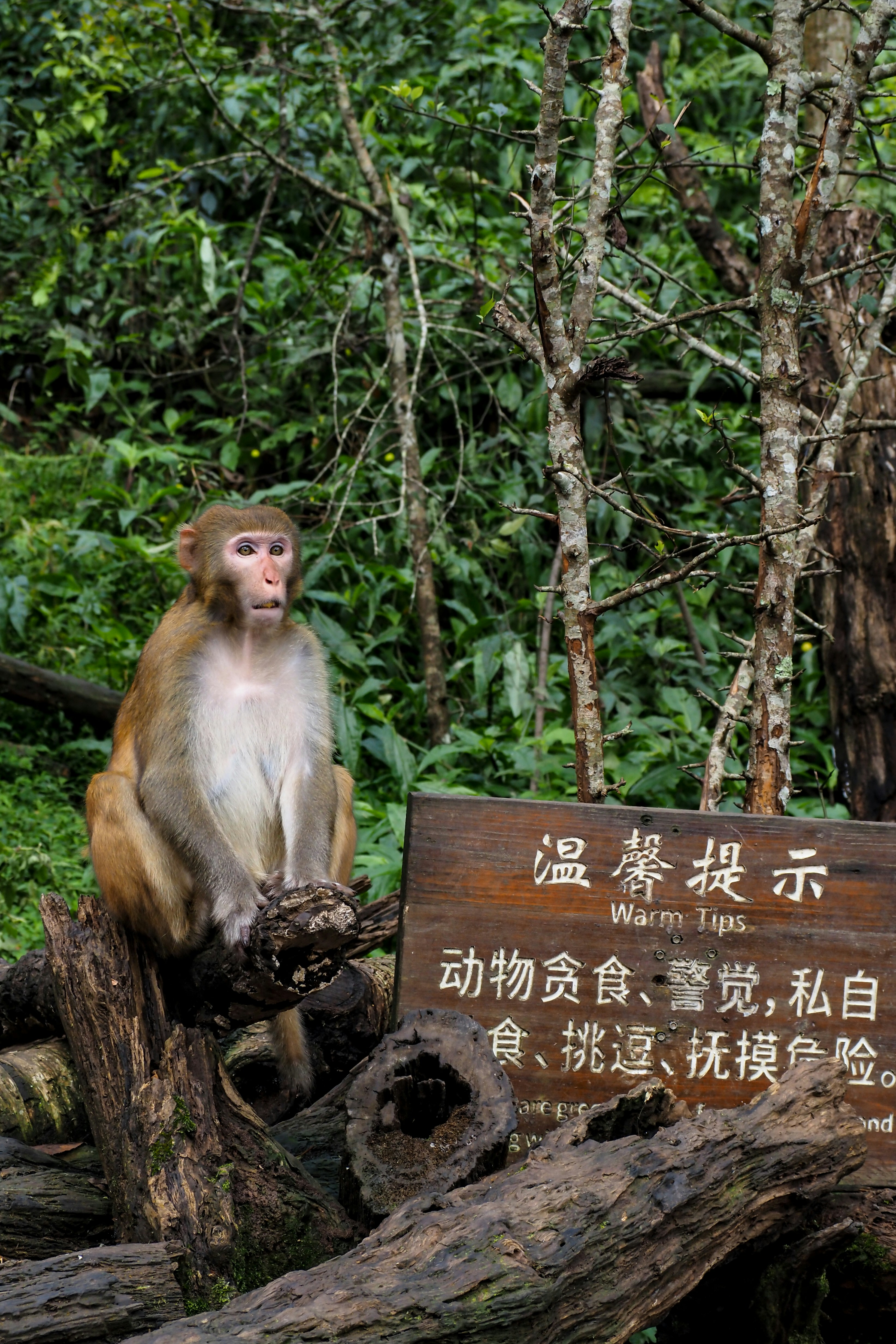 Curious Monkeys and a Wary Welcome Sign