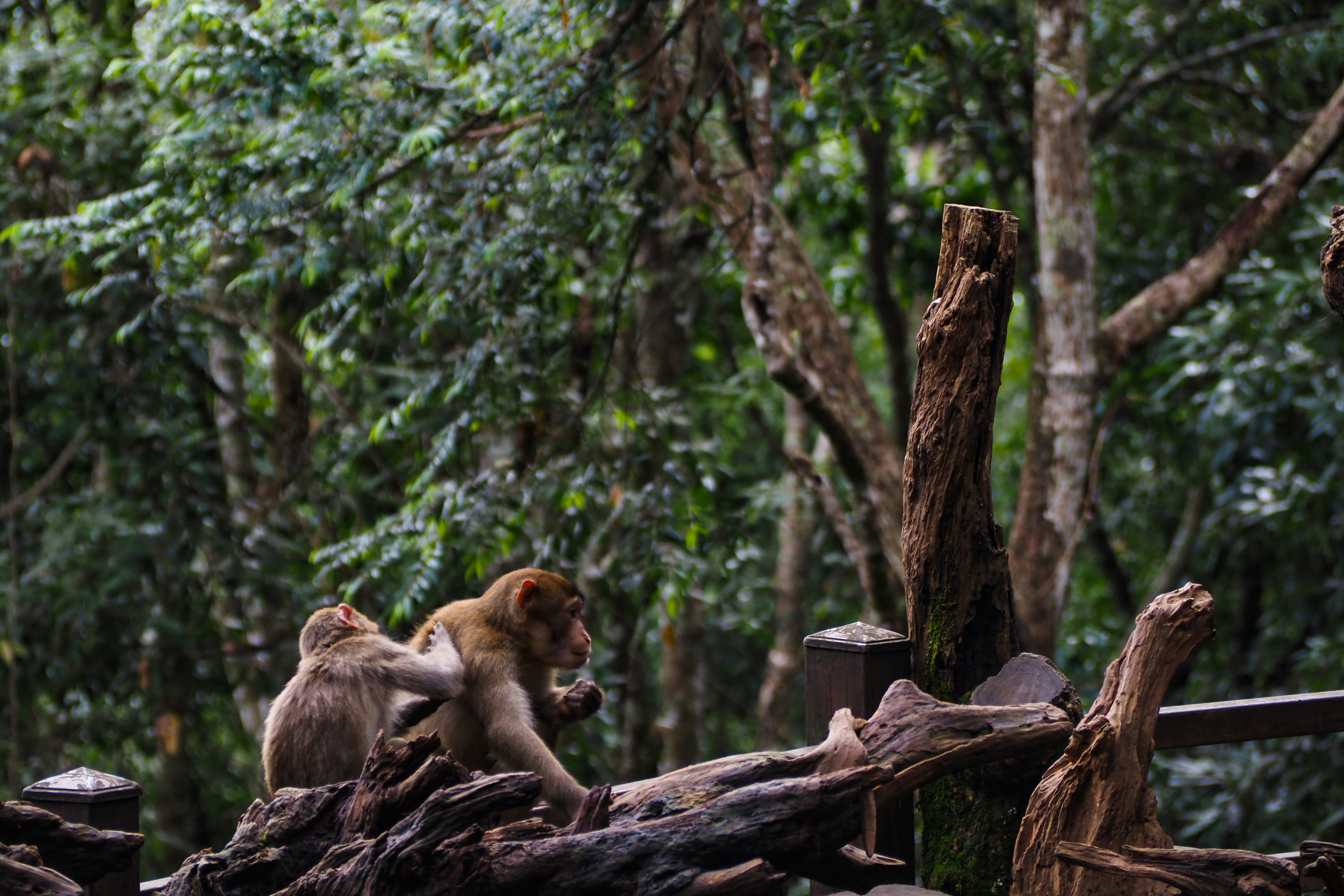 Primates at Dappled Crossing
