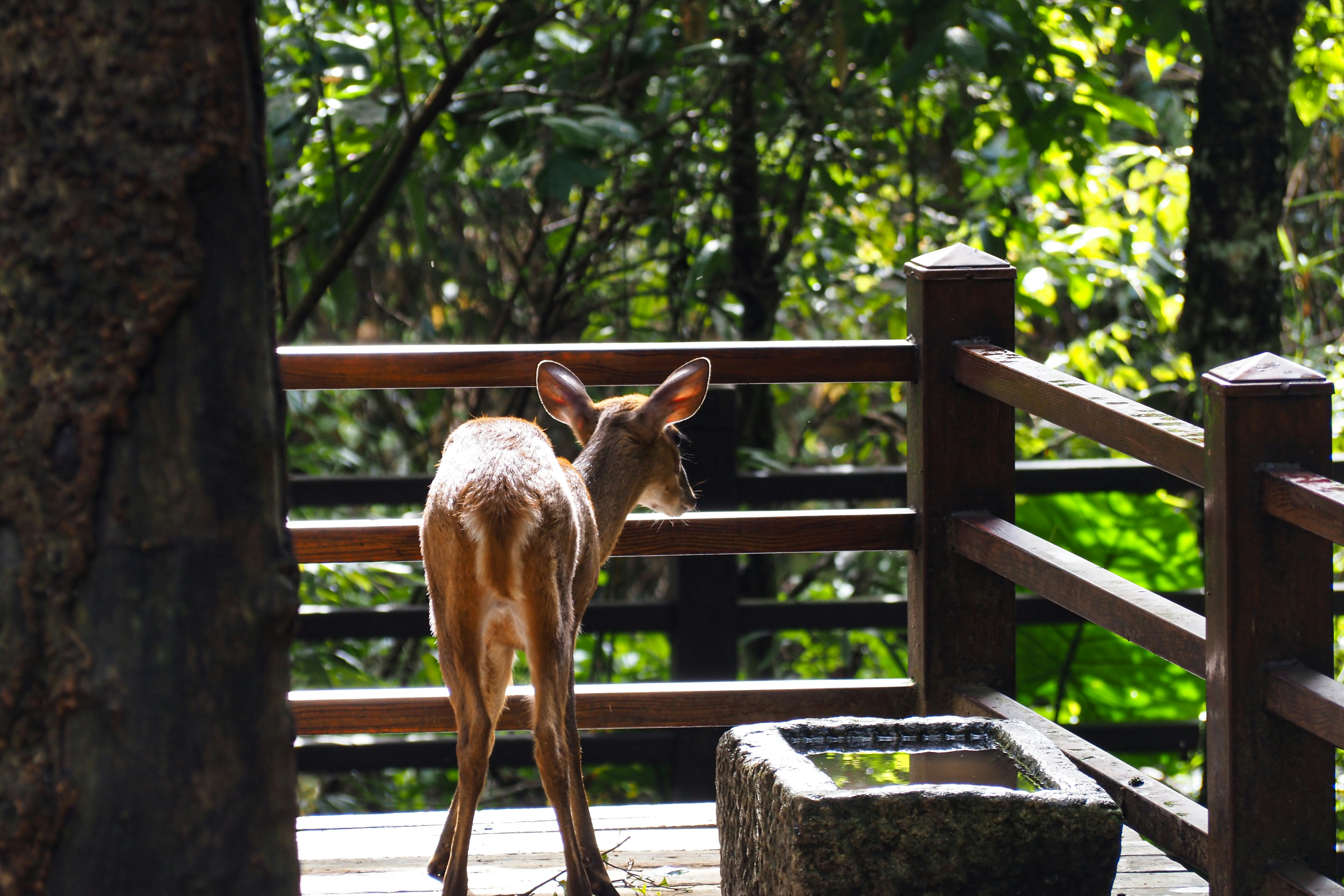 Stoic Deer at the Wooden Terrace