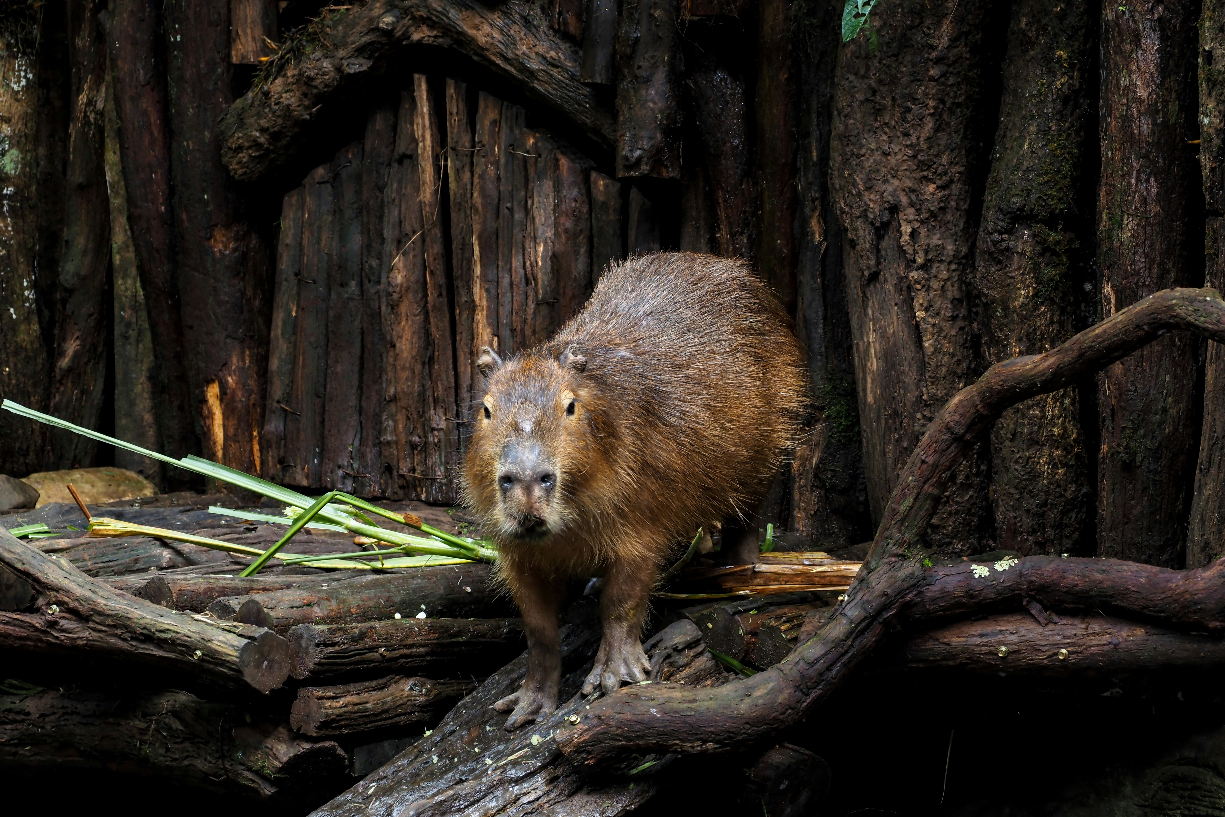 Curious Nut-Barred Rodent on a Log Bridge