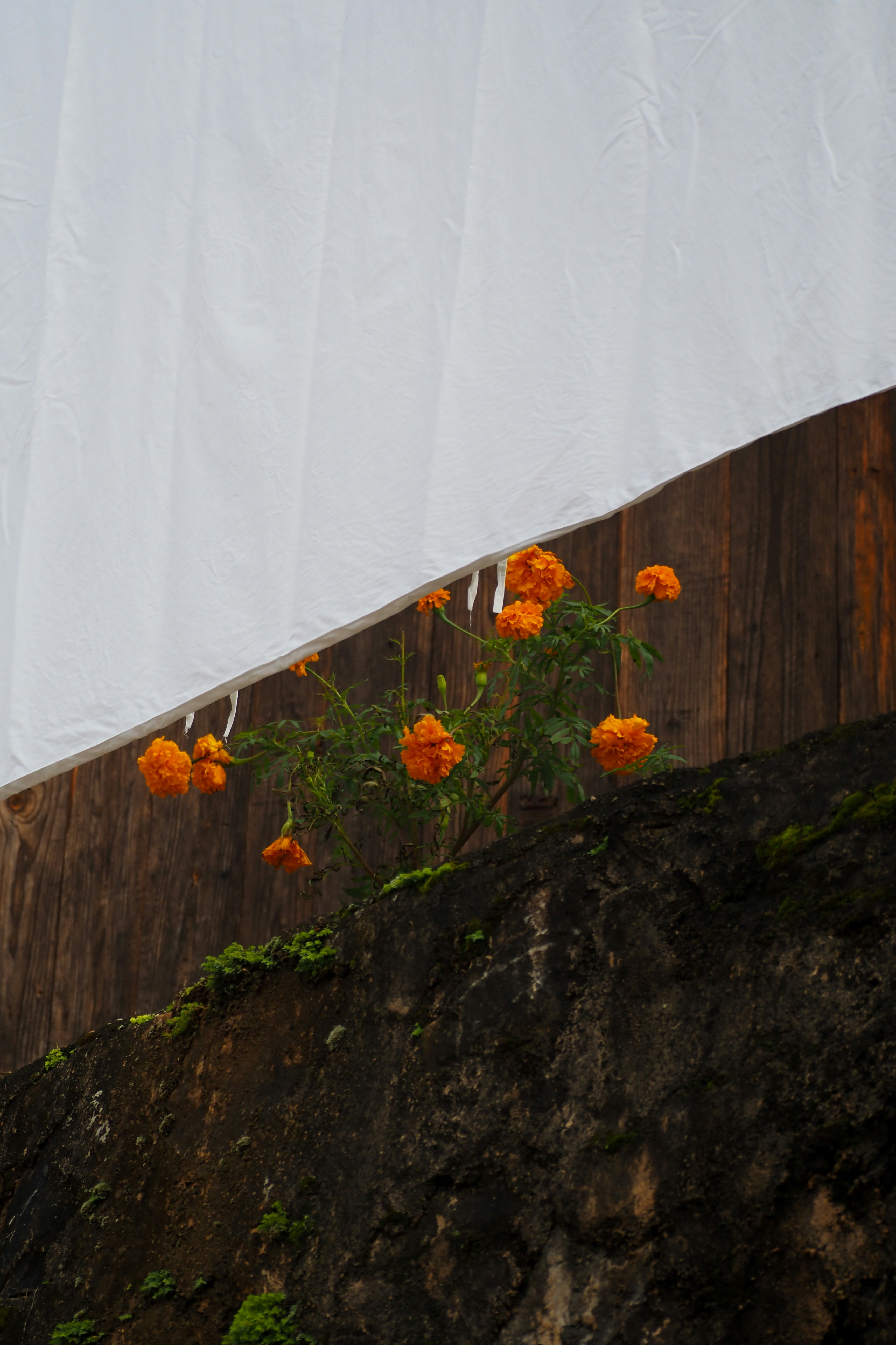 Orange blooms emerge from a mossy stone ledge beneath a stark white fabric canopy