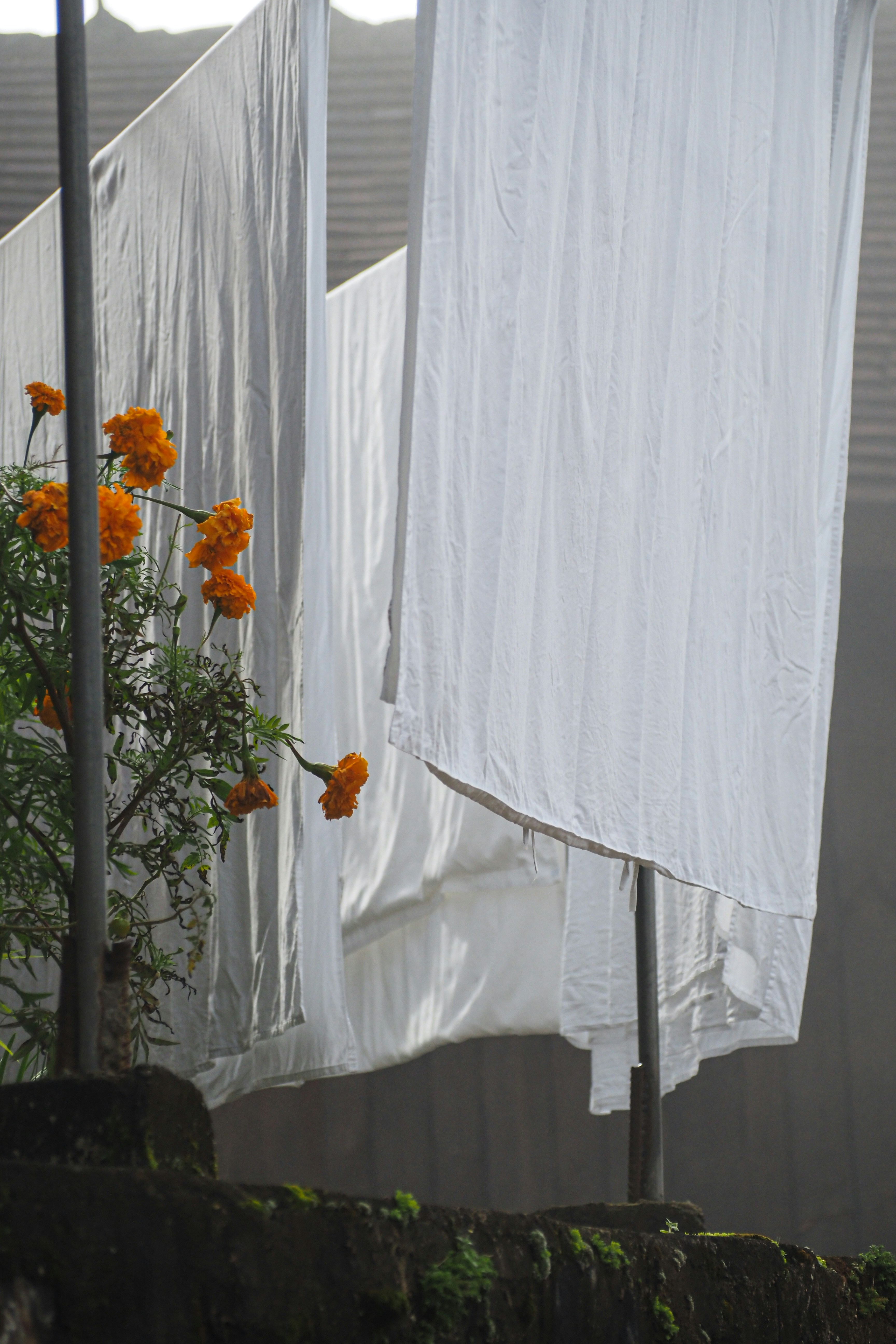 Laundry Day in Focus: White Sheets and Orange Blooms