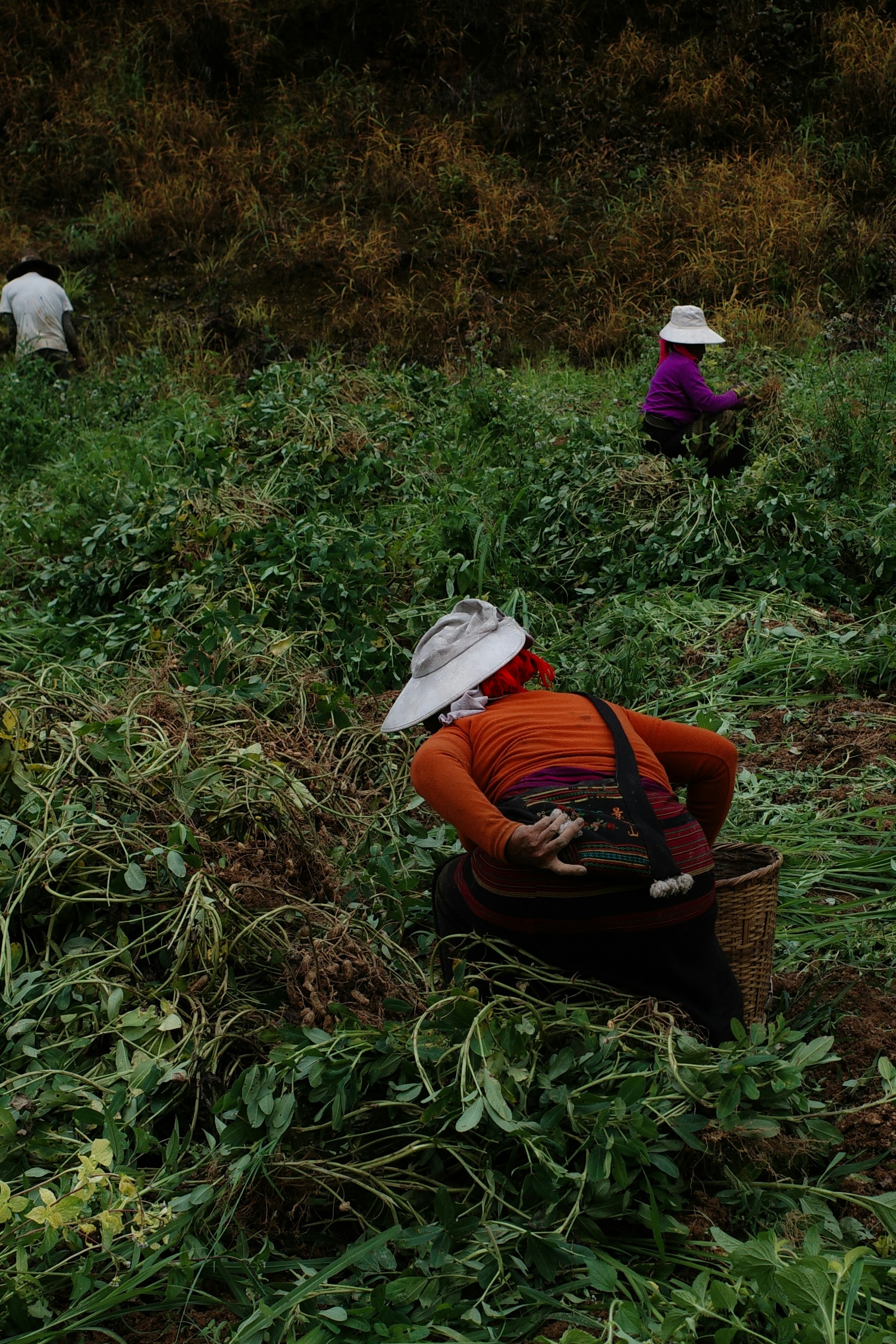 Harvesters in a Quiet Green Slope