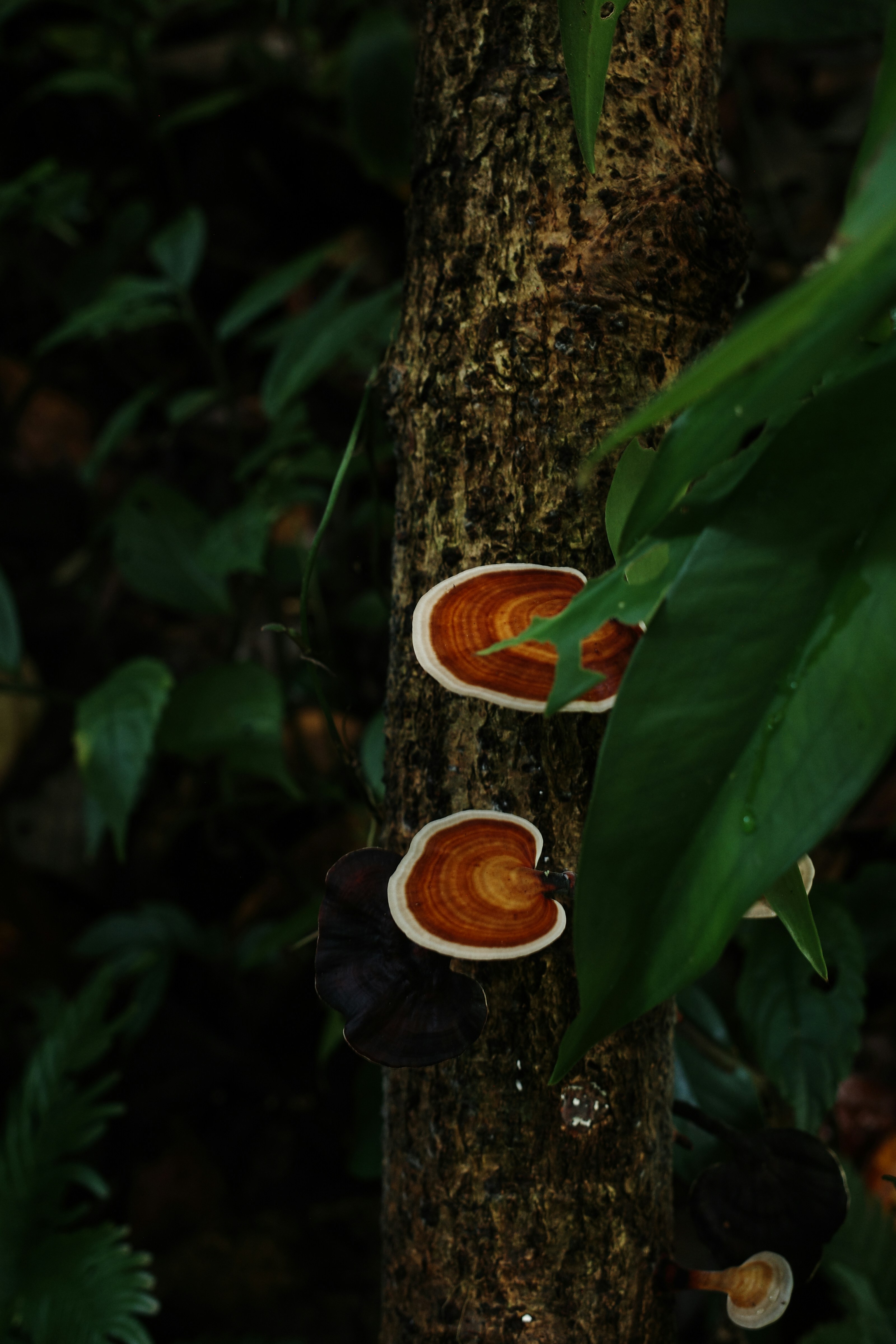 Bracketed fungi on a mossy trunk: vivid shelf brackets rising along the bark