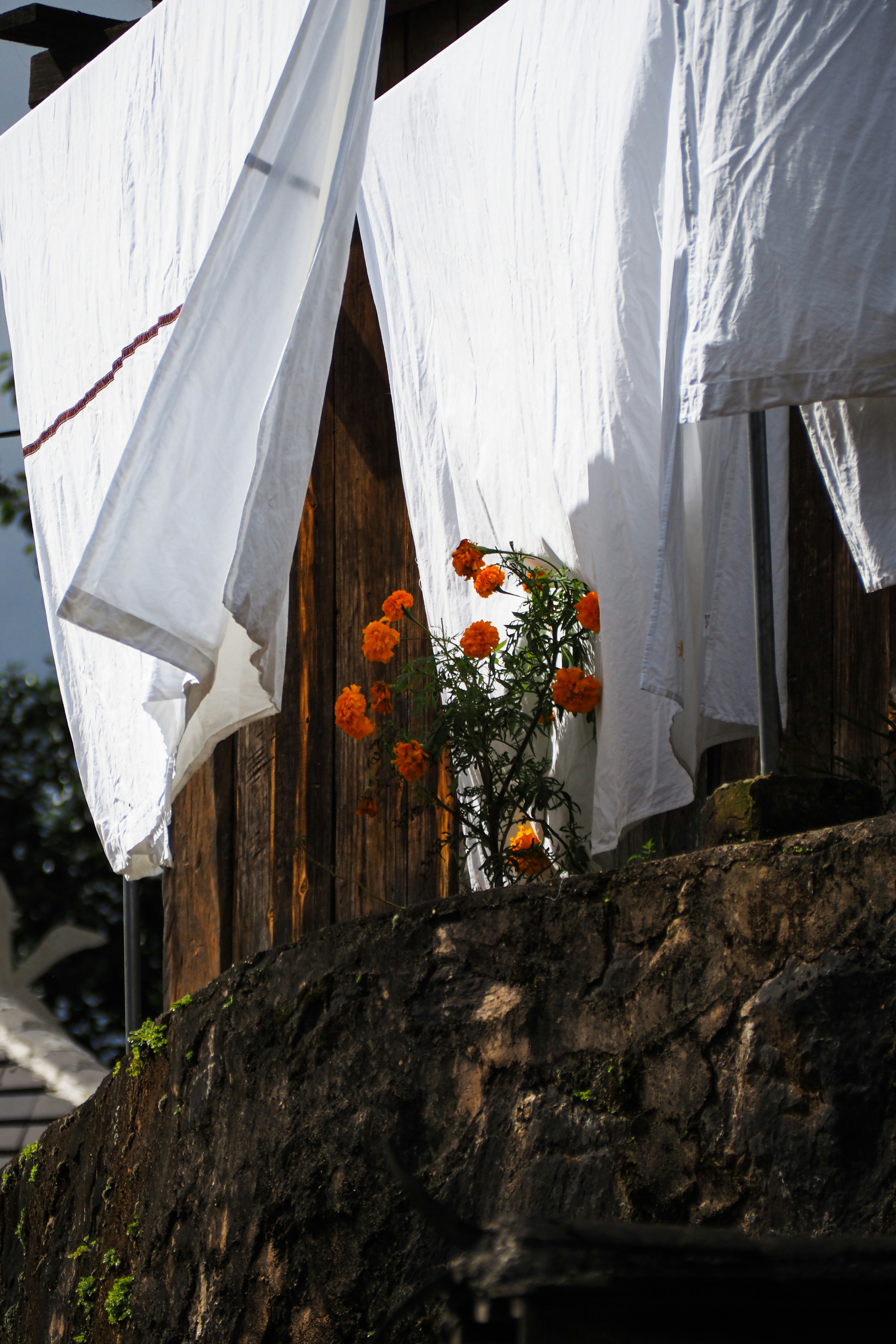 Unaffected Laundry Bloom: White Sheets Framing Orange Marigolds Above Weathered Wall