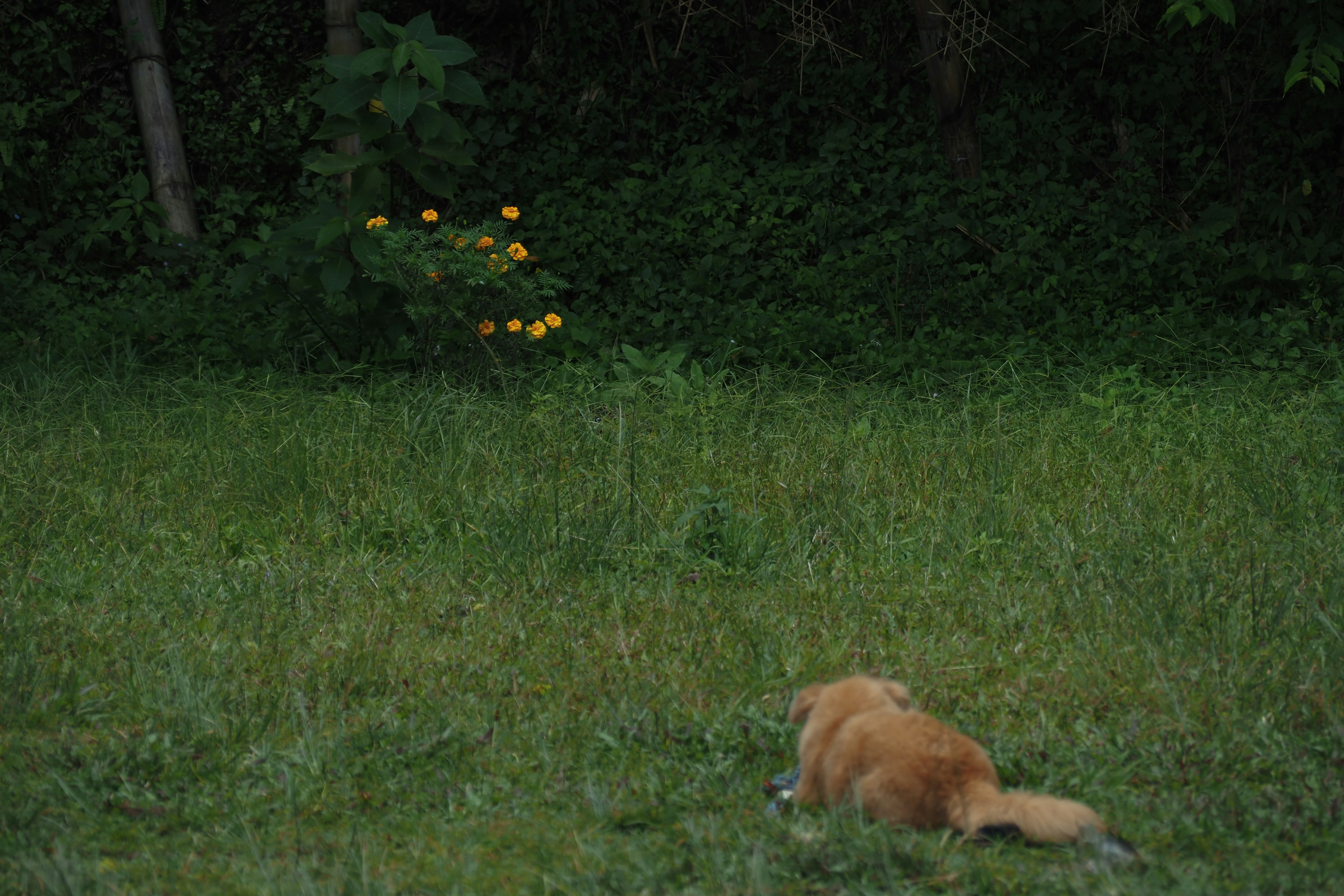 Golden Retriever in a Quiet Meadow: A Low Light Moment