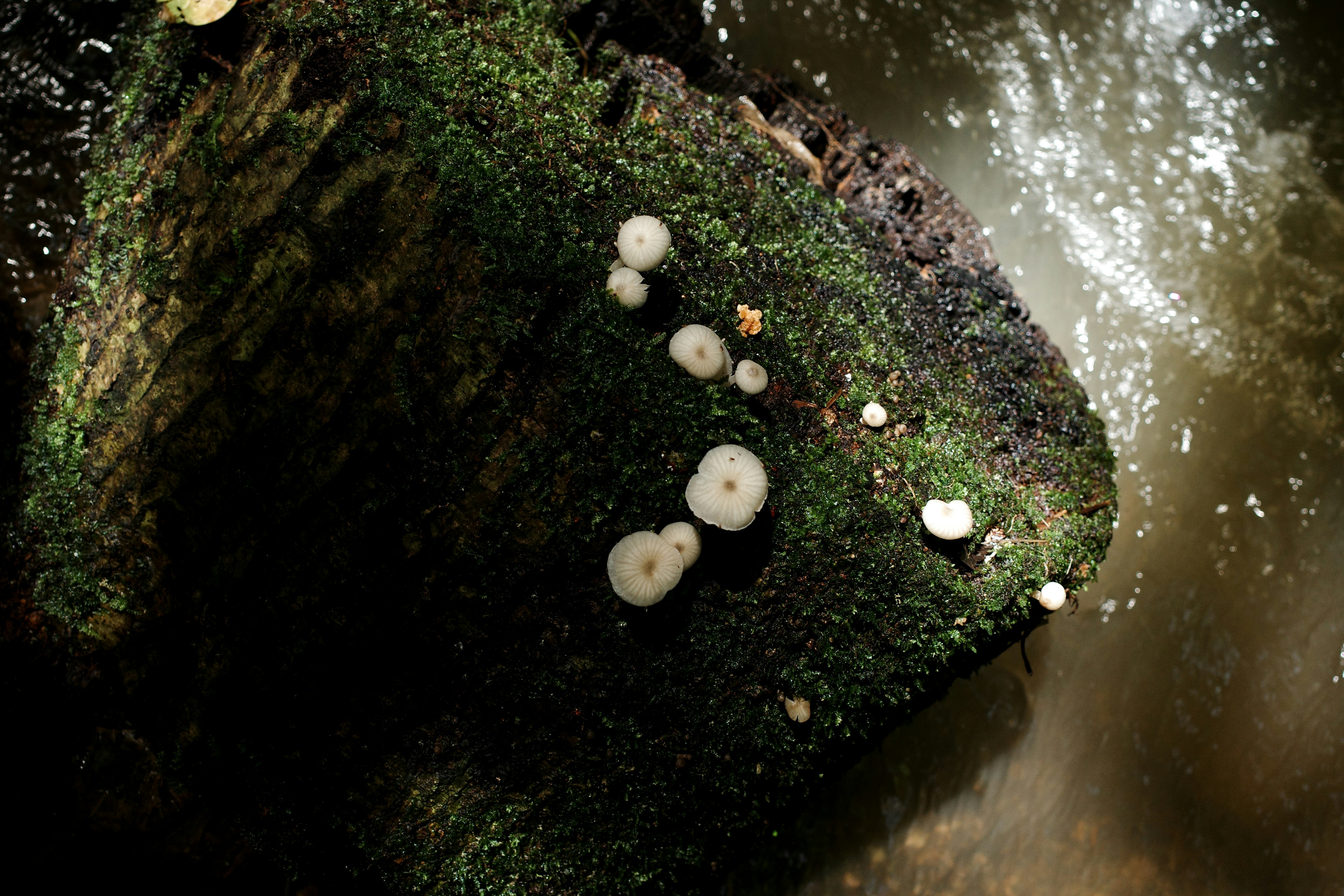 Moss-covered rock with small white mushrooms along the edge beside a calm, reflective body of water.