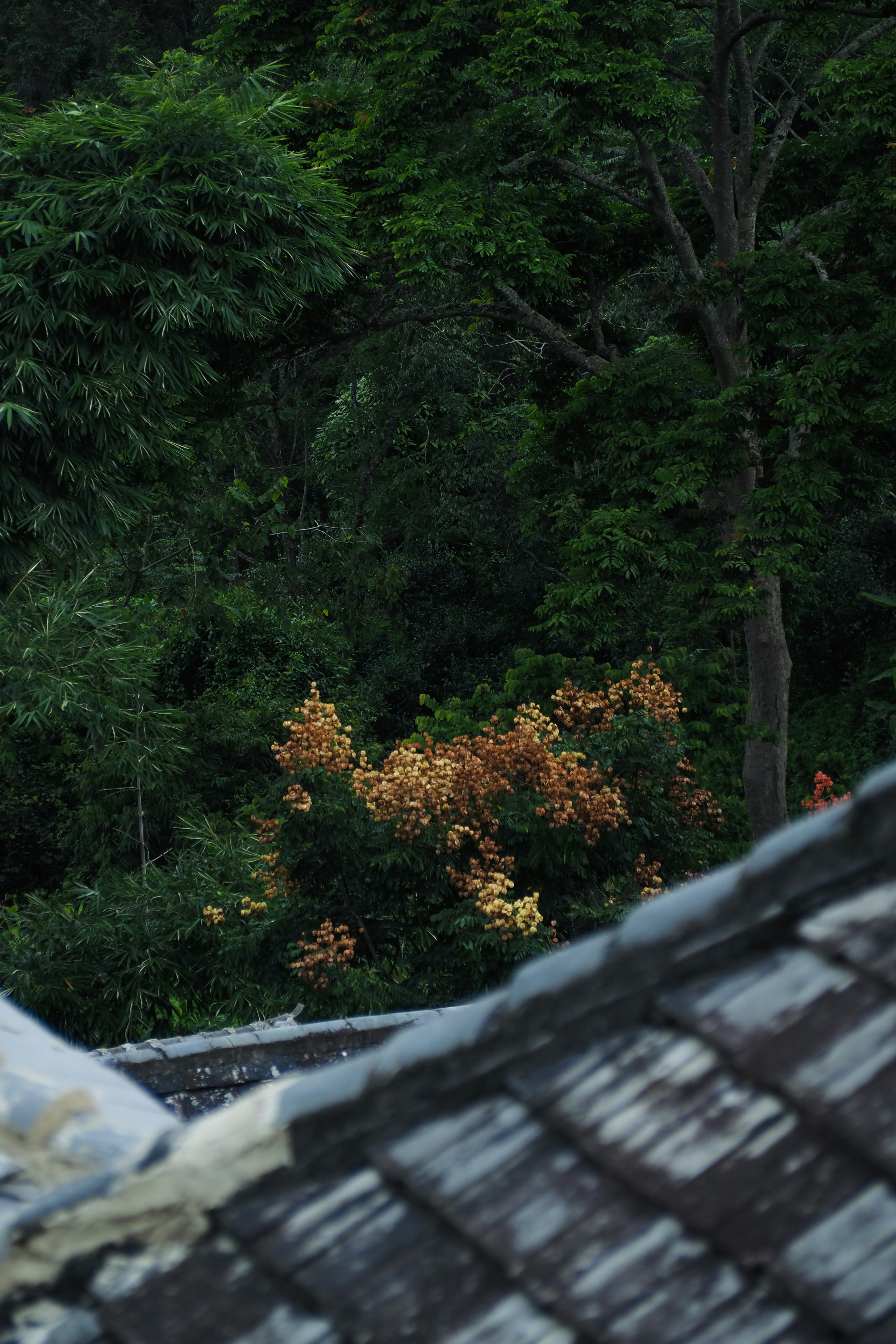 Rooftop Edge Framing Over a Quiet Green Verge