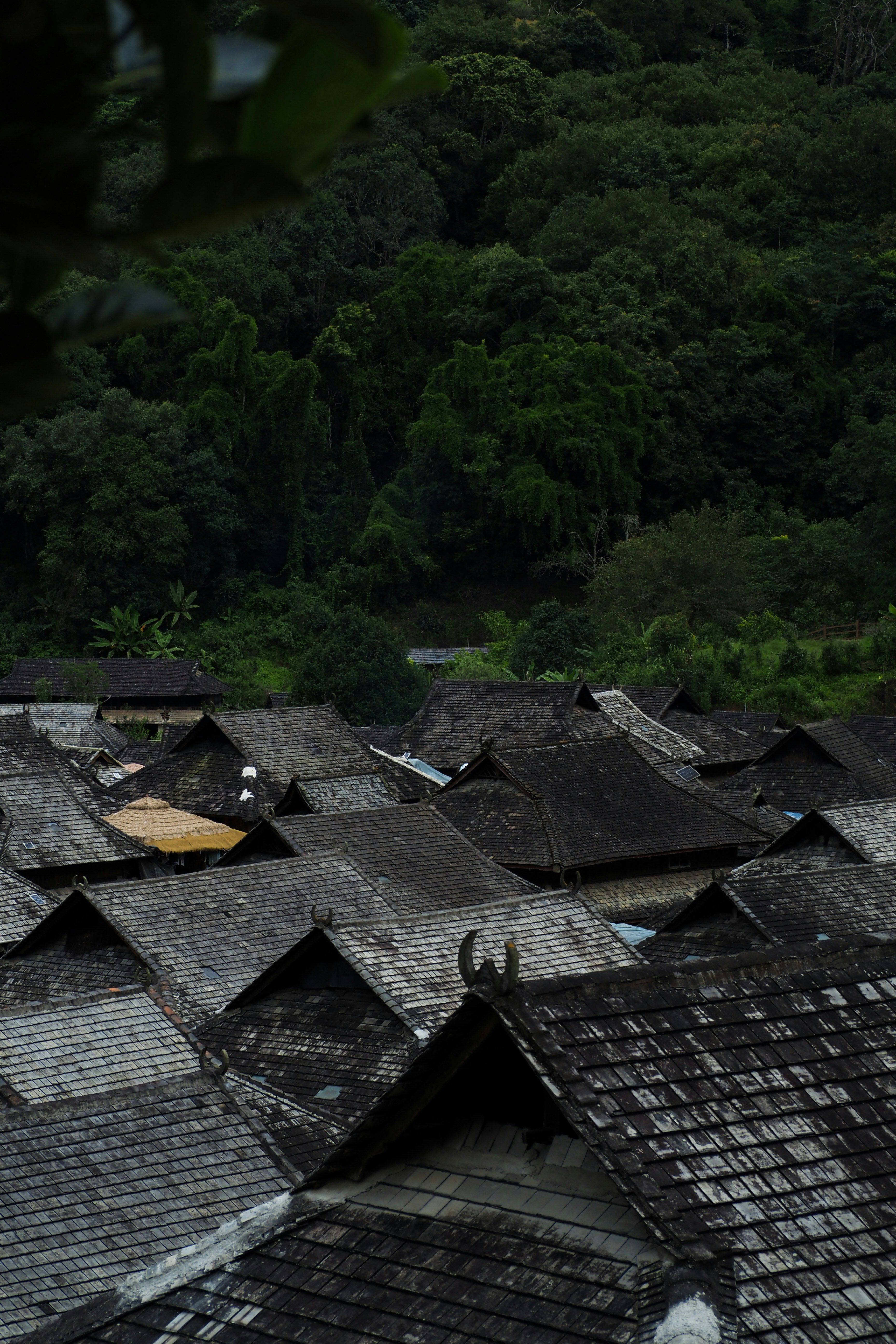 Rooftop Rhythm: A Sea of Slanted Tiles Beneath a Green Canopy
