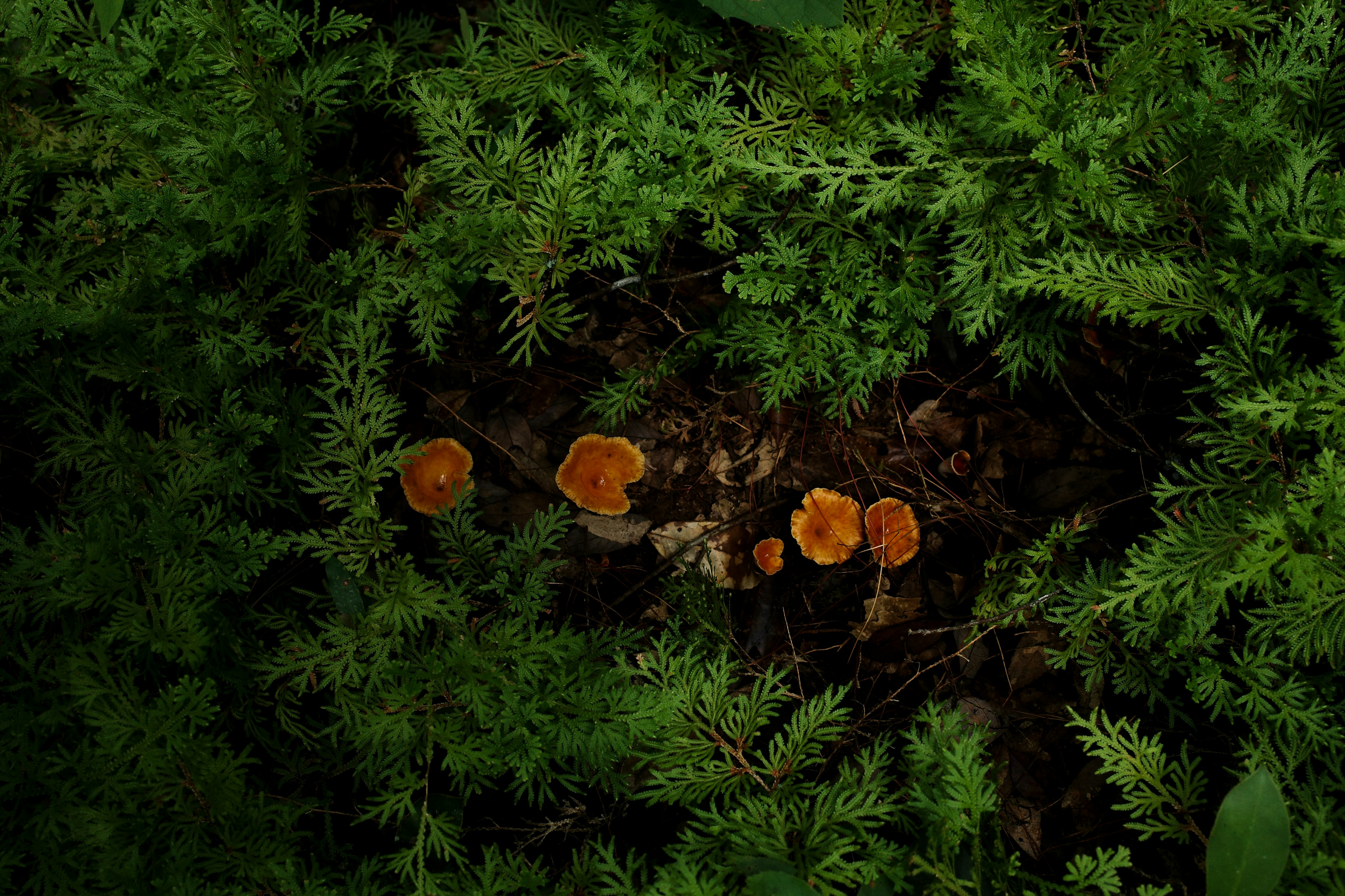 Orange-capped fungi among evergreen fronds
