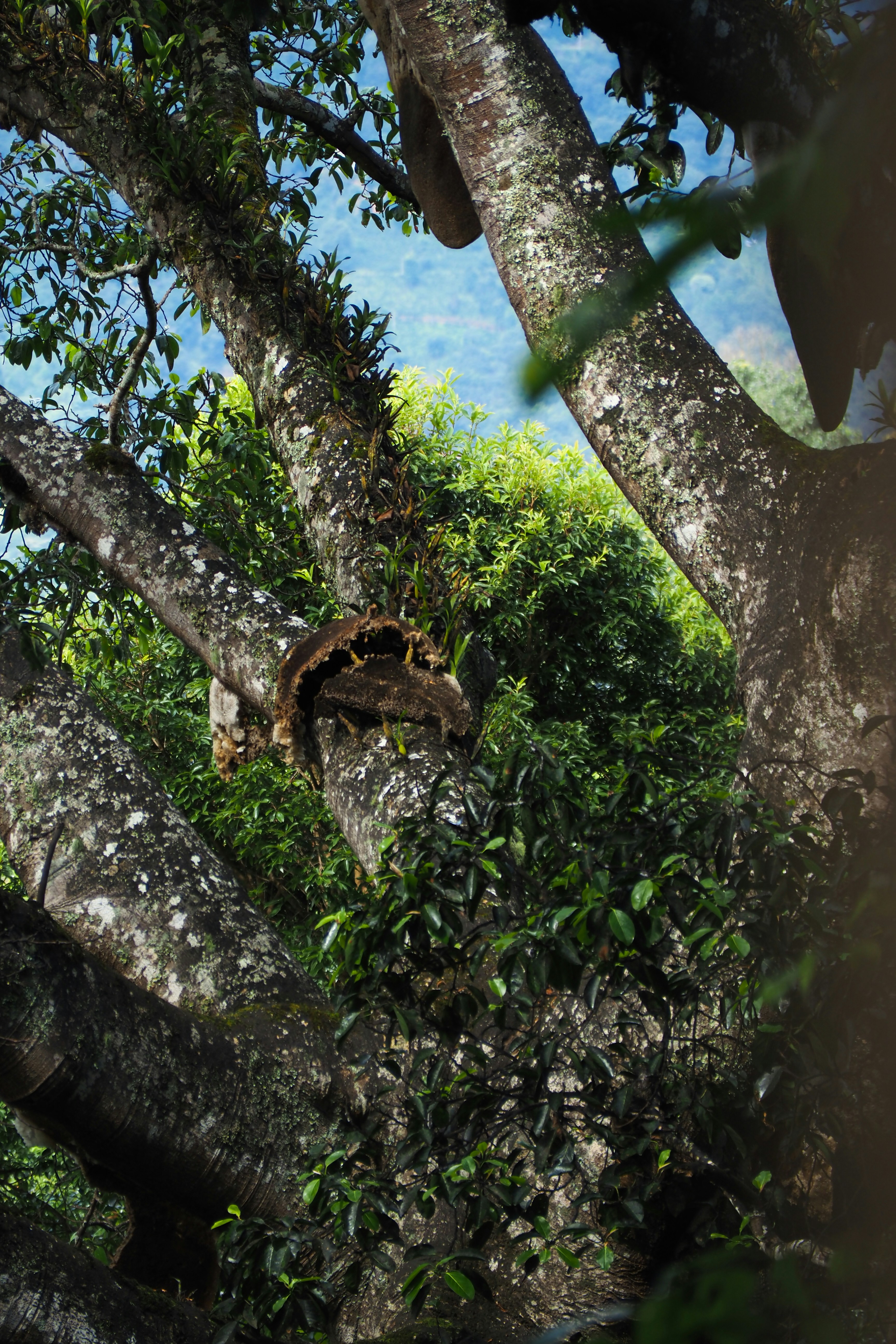 Mossy Boughs and Cradled Nest in Sunlit Foliage