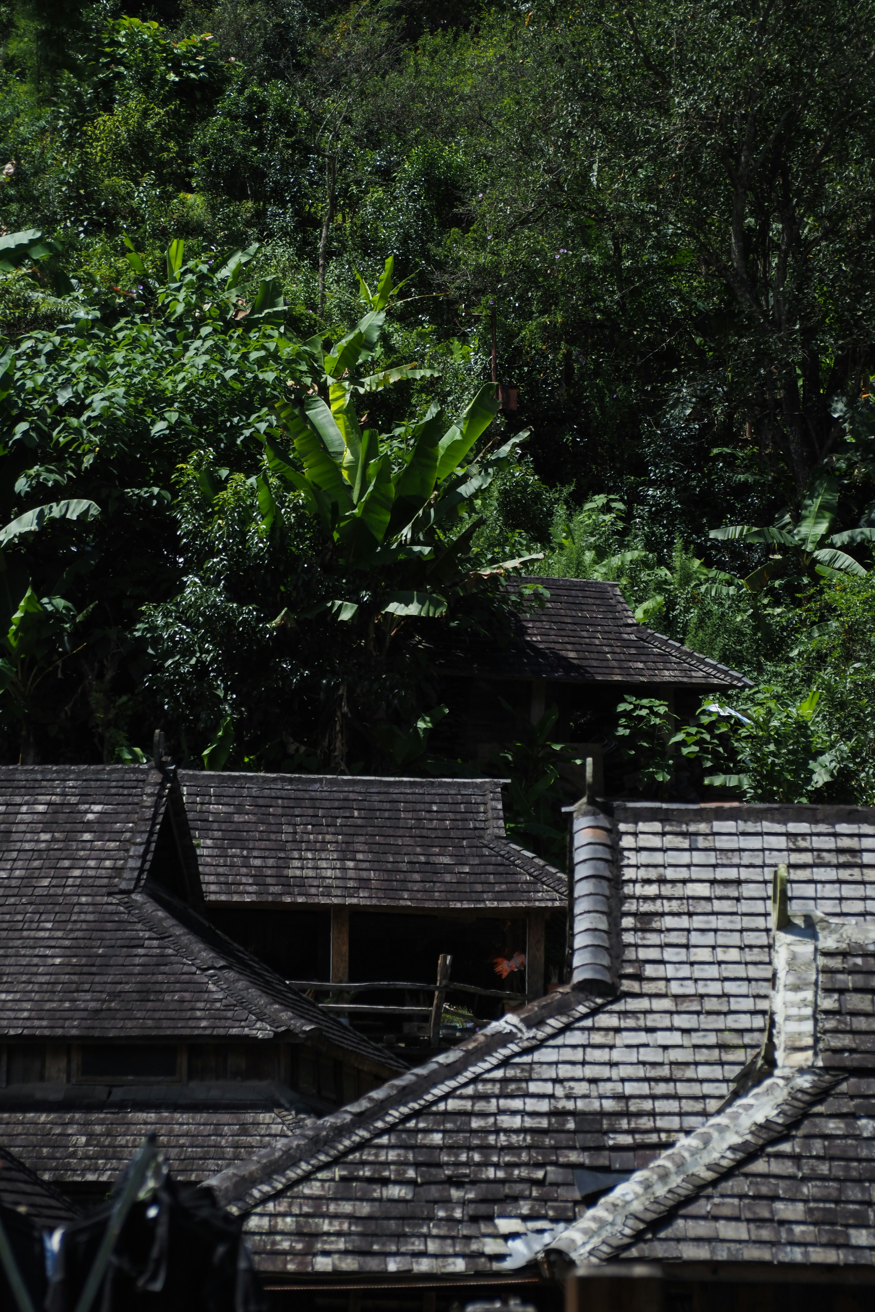 Terraced rooftops under a tropical canopy