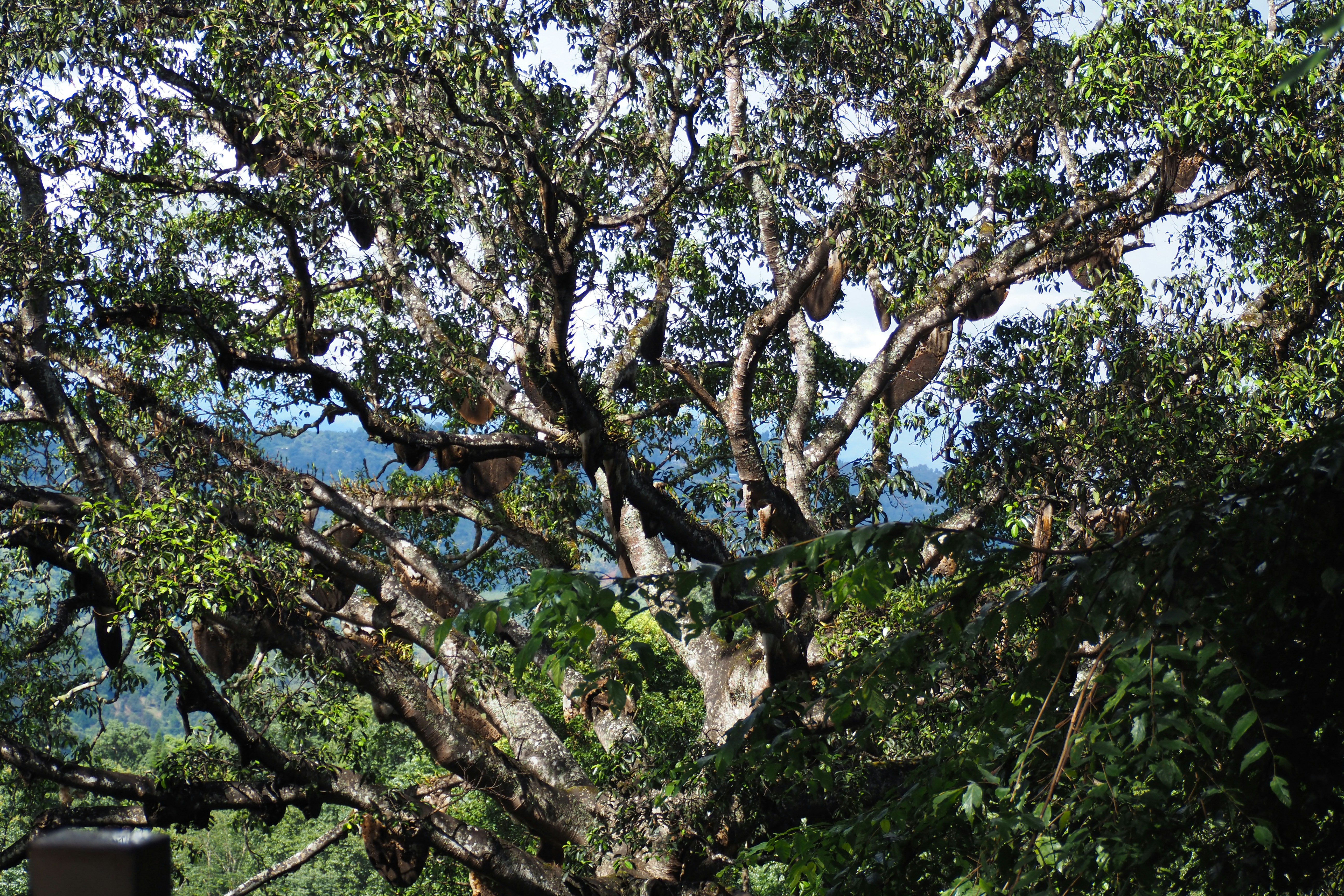 Gnarled Arboreal Veil Against a Misty Valley