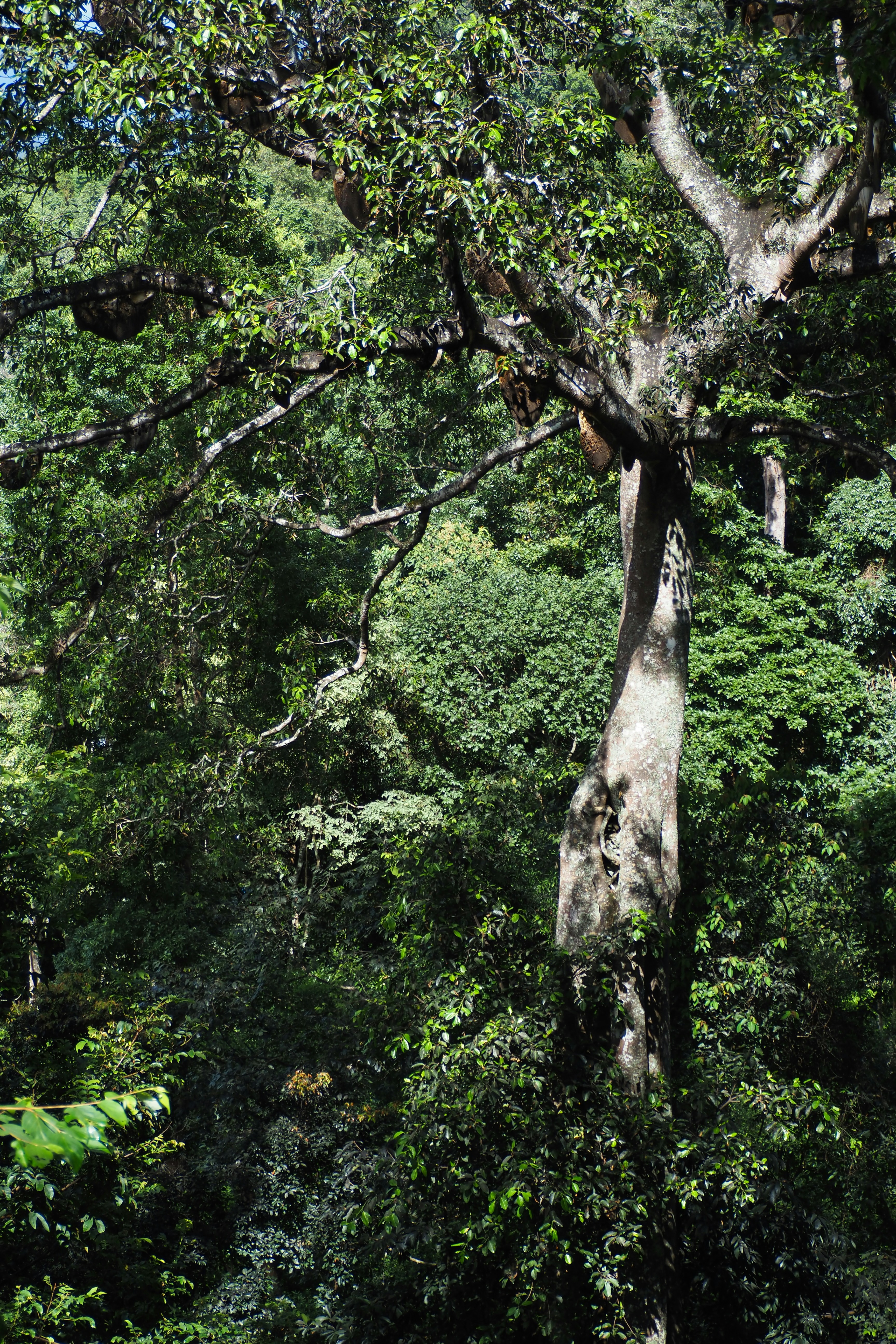 Majestic Cedar Crowned by Verdant Canopy