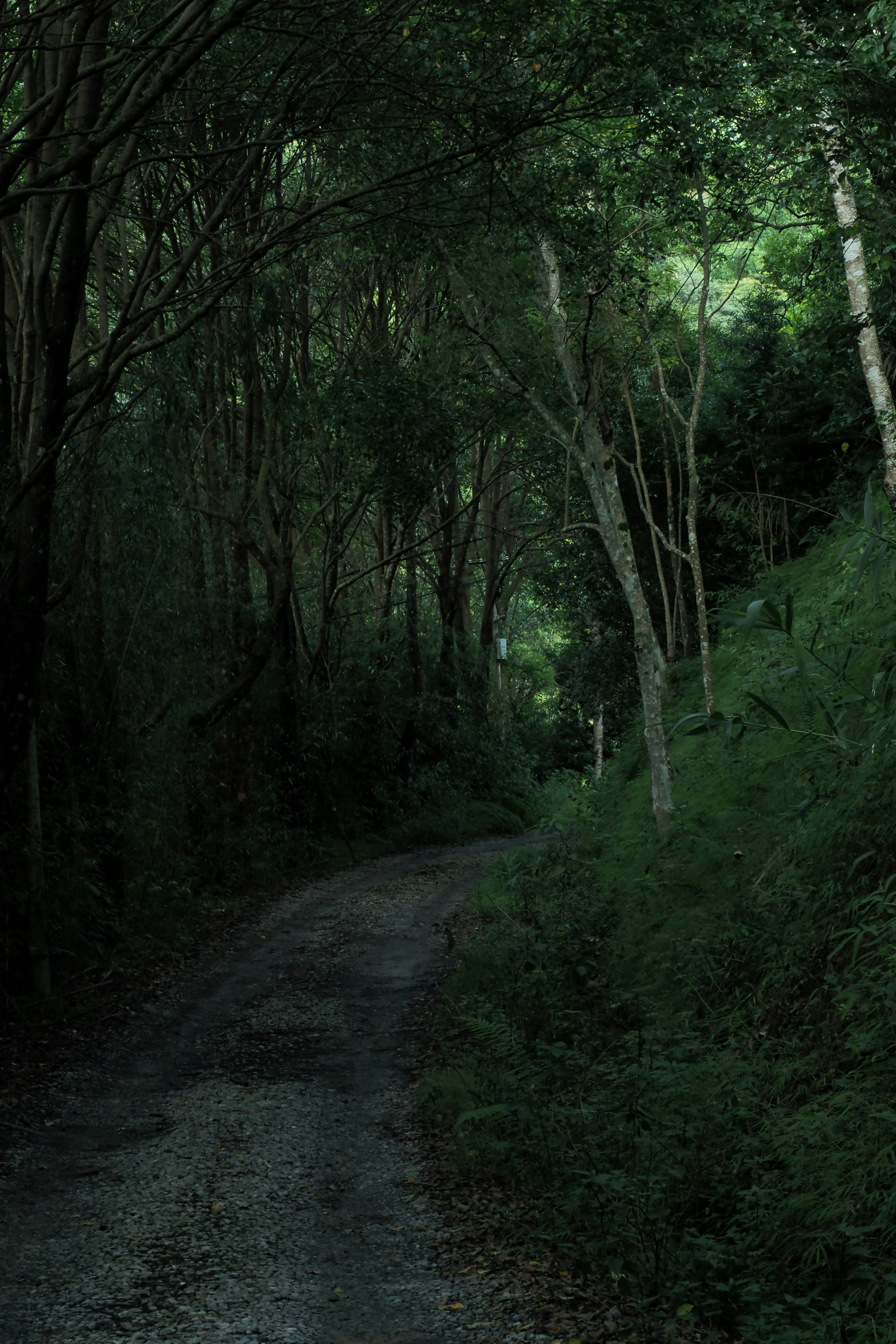 Whispering Path Through the Rain-Kissed Woods