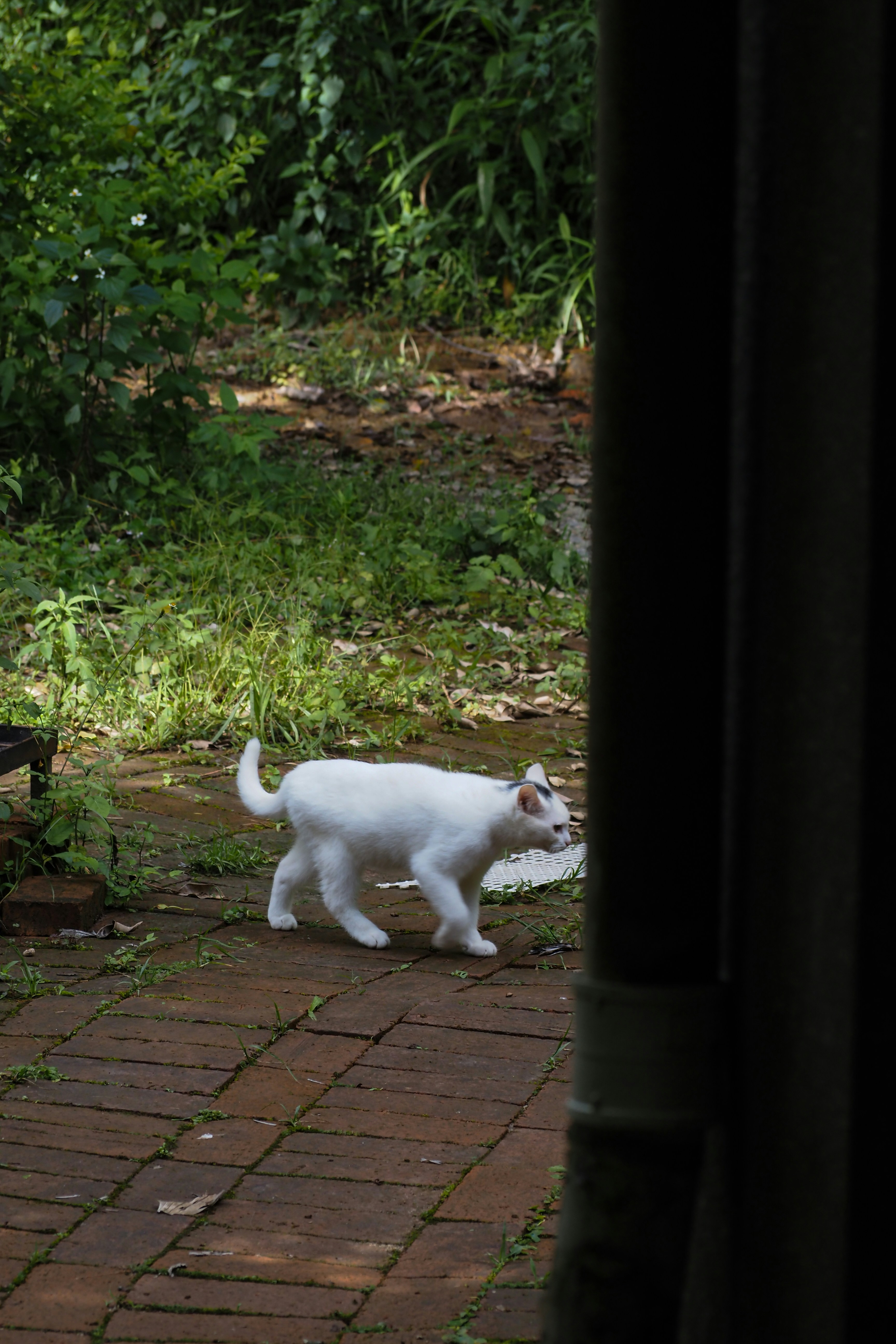 White cat patrols a sunlit brick path at the garden edge