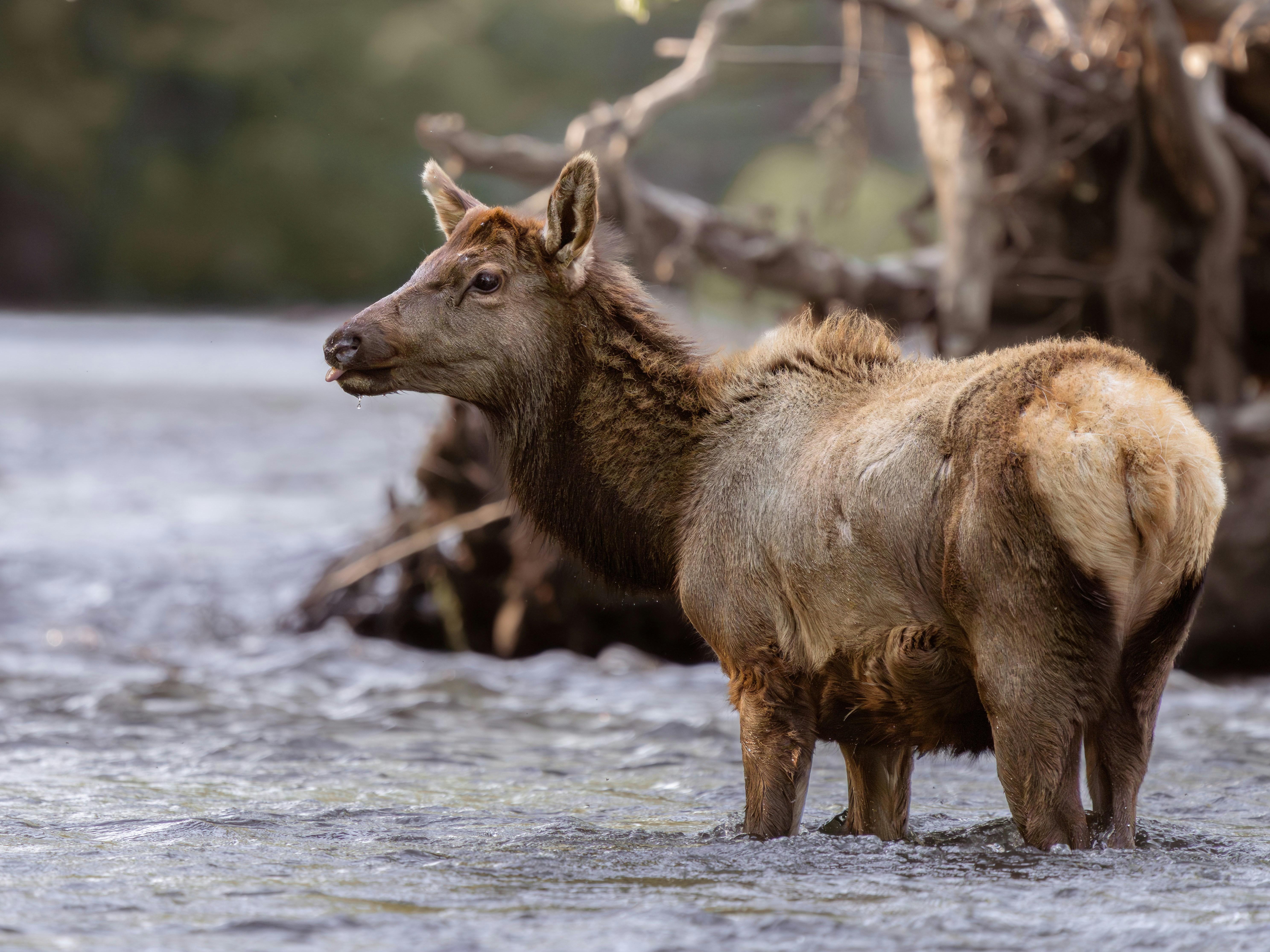 Moose in Quiet Riverbank Pause