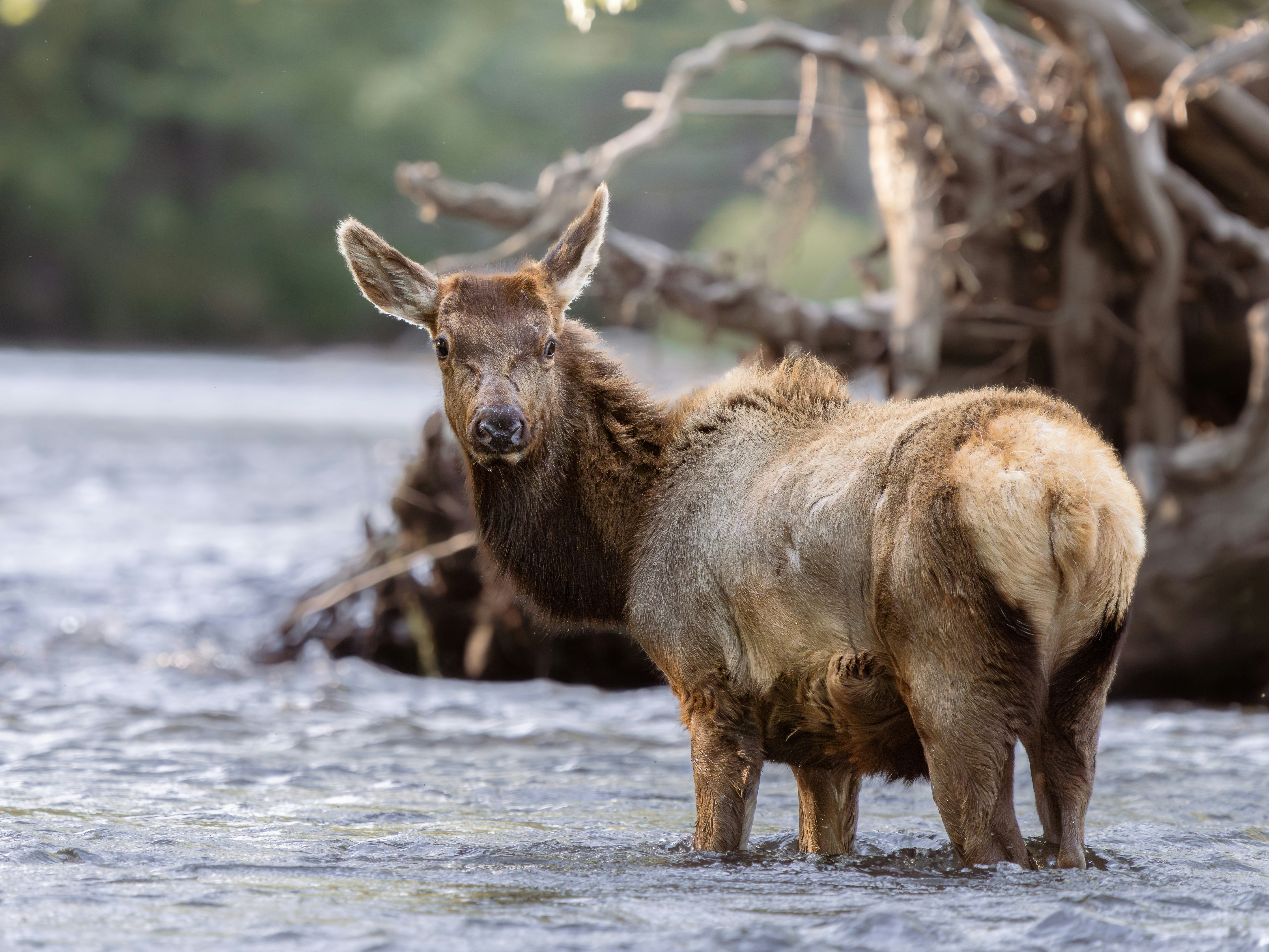 Moose in a Quiet River Bend