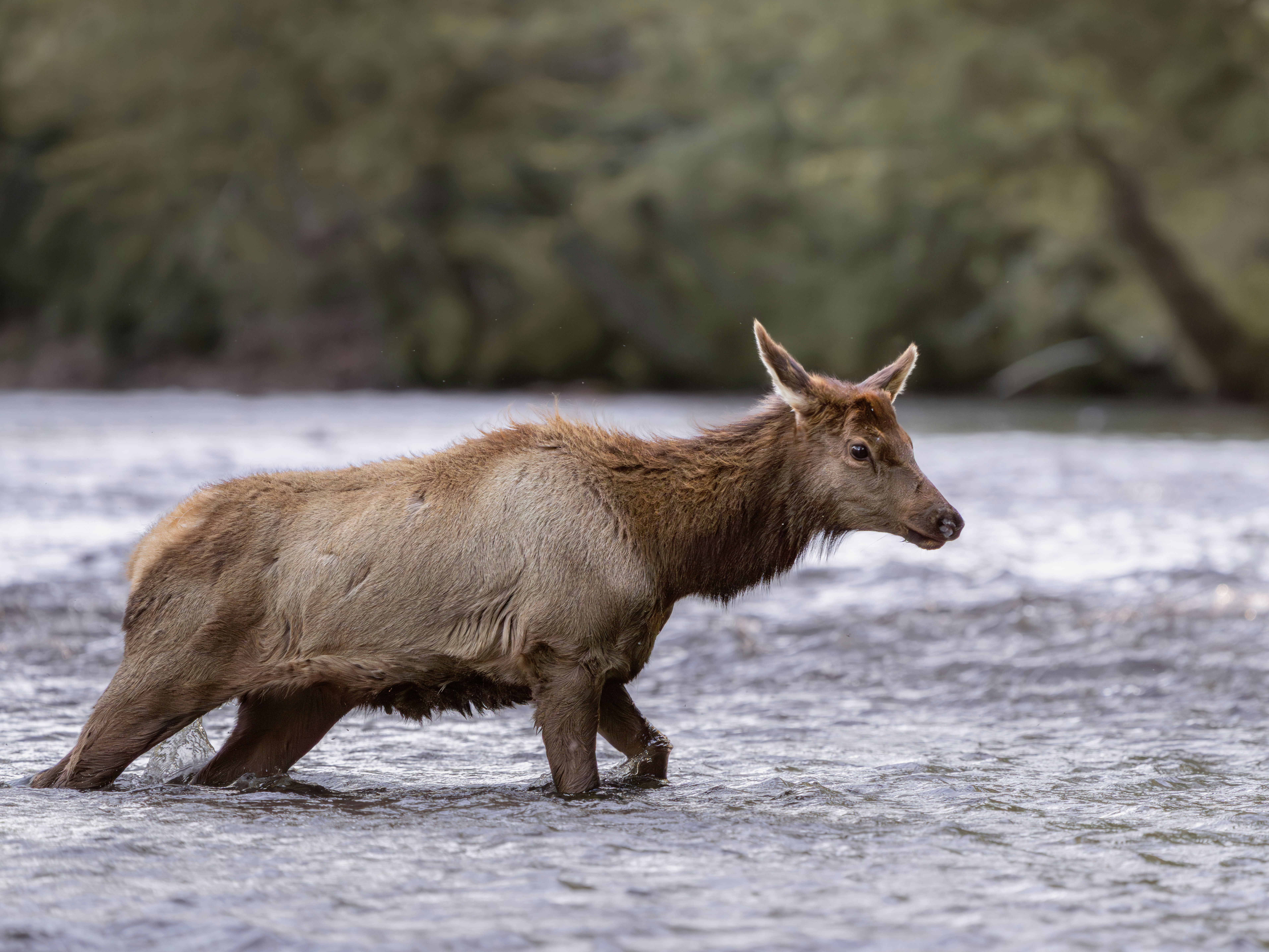 River-Wader: A Moose Traverses a Shallow Stream at Dusk