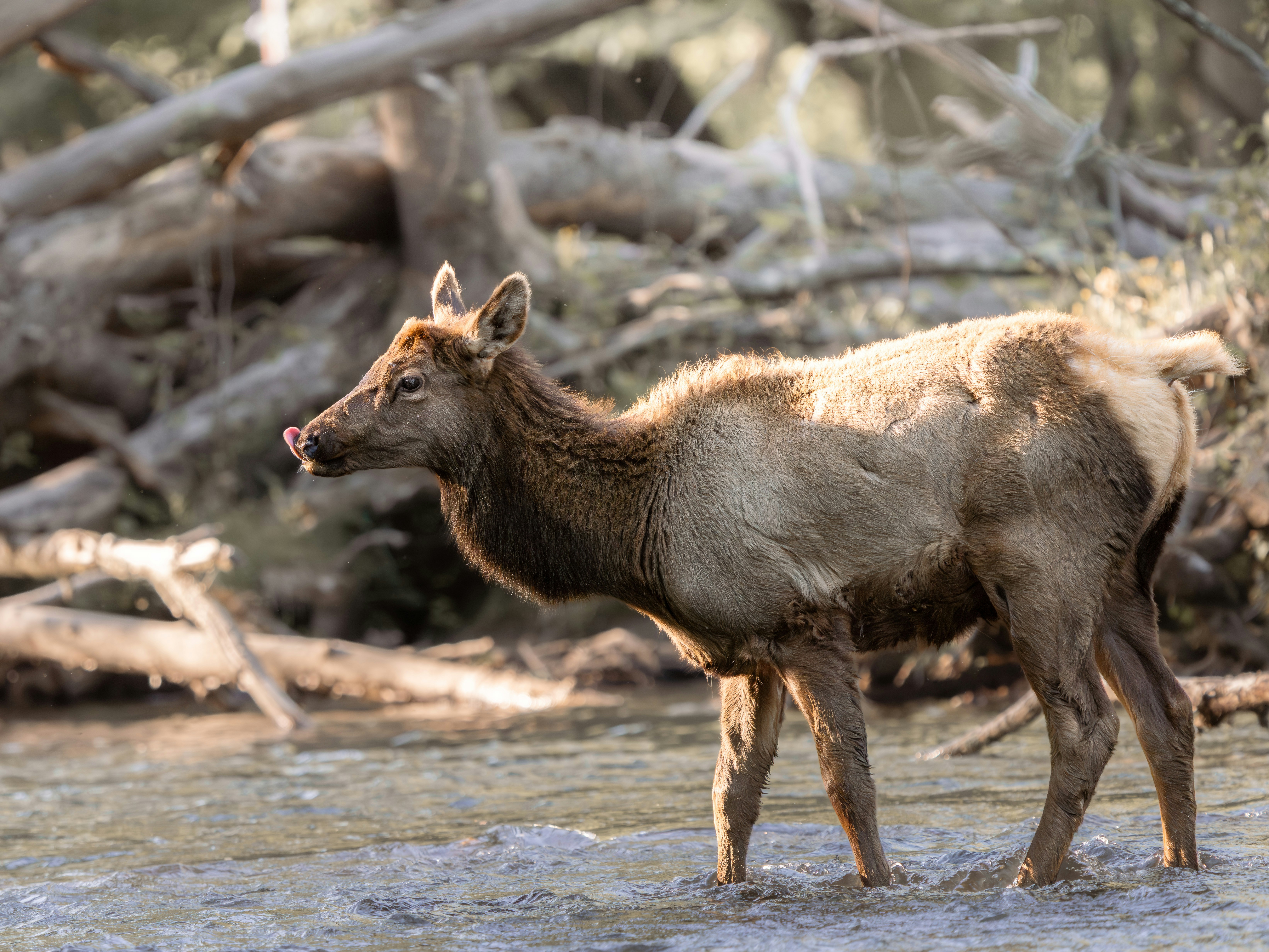 Mud-Brown Cervid in a Shrouded Riverbank