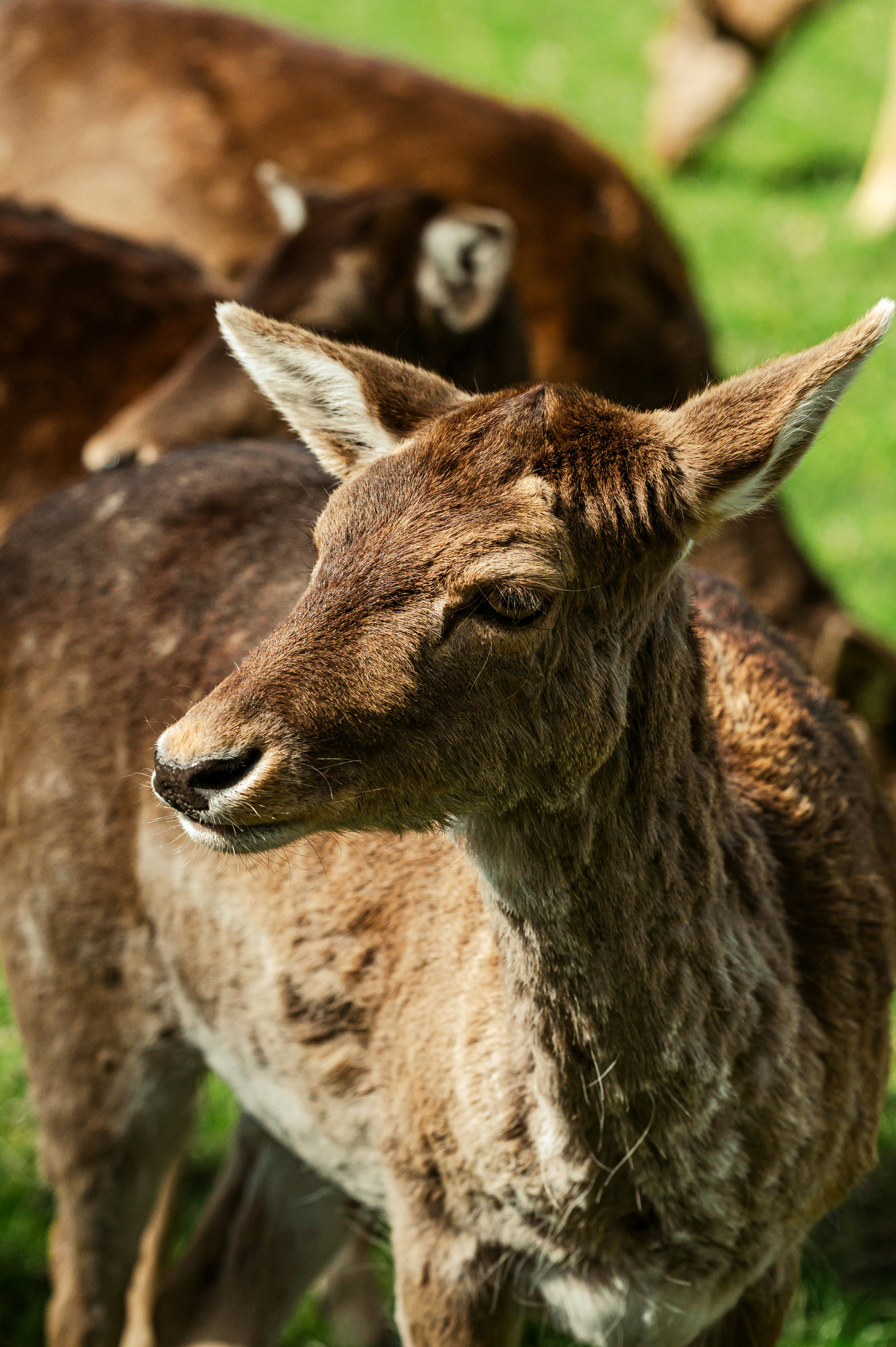 Focused Gaze: A Gentle Curiosity in the Herd