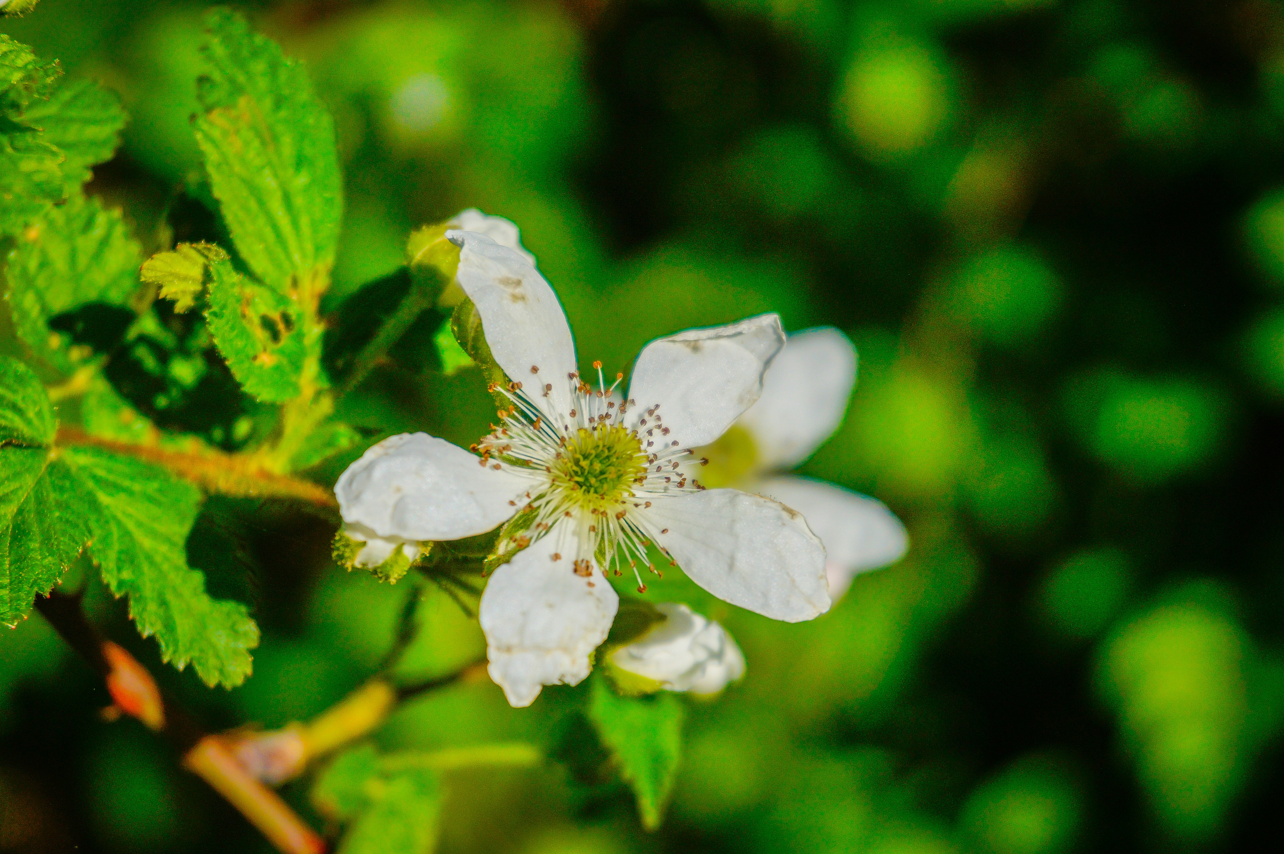 White blossom in a sunlit green blur