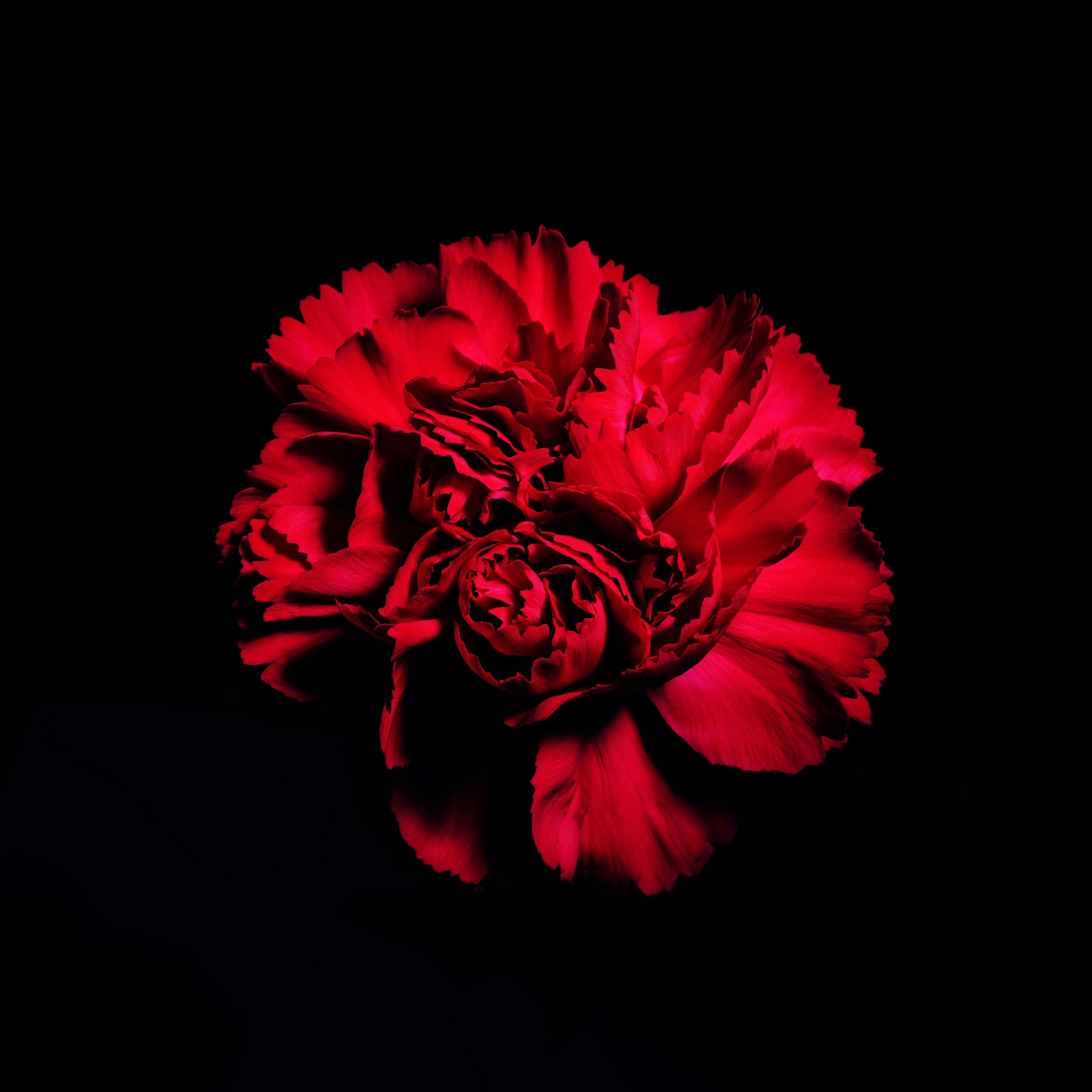 Crimson Bloom in Velvet Darkness