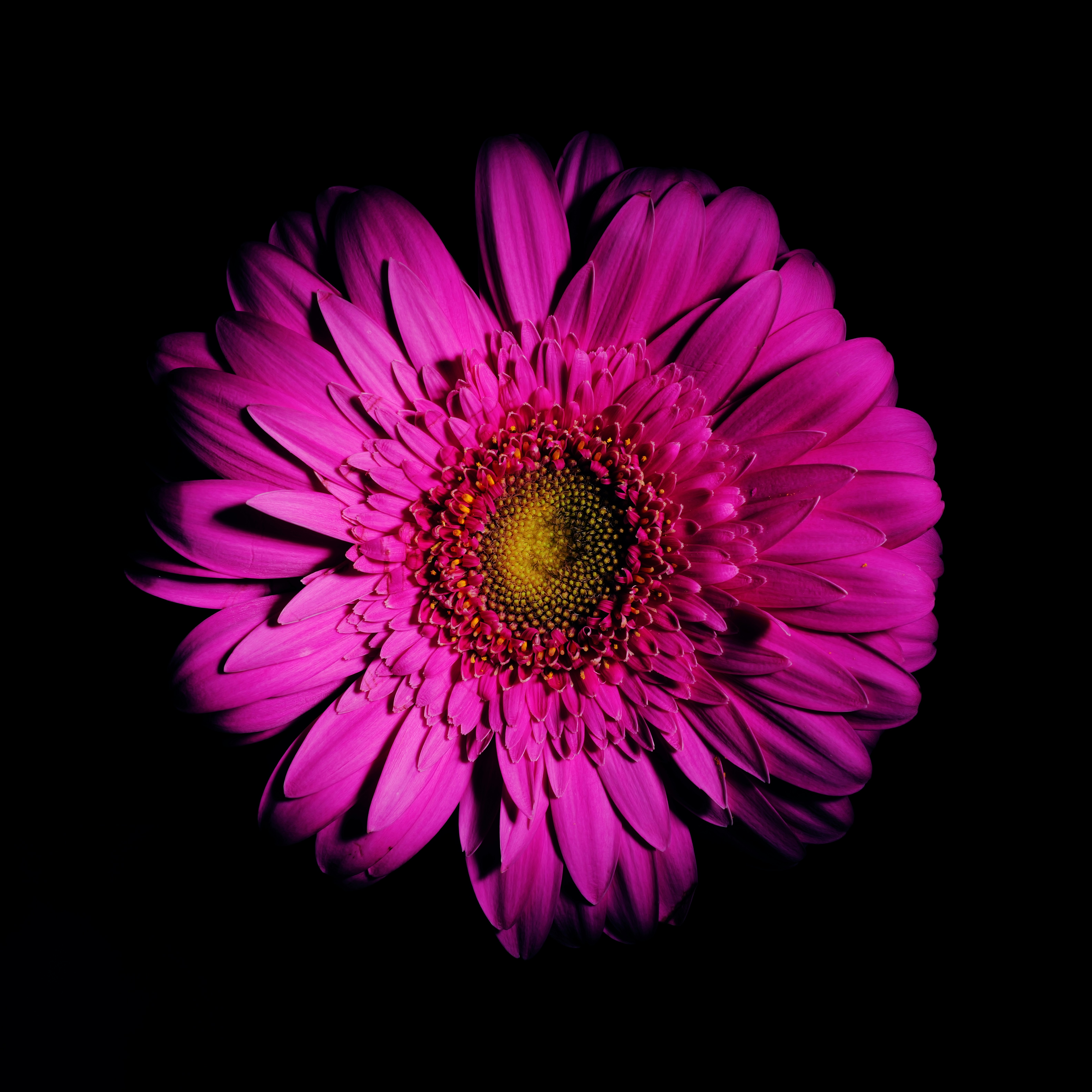 Midnight Bloom: A Magenta Gerbera Against Velvet Black