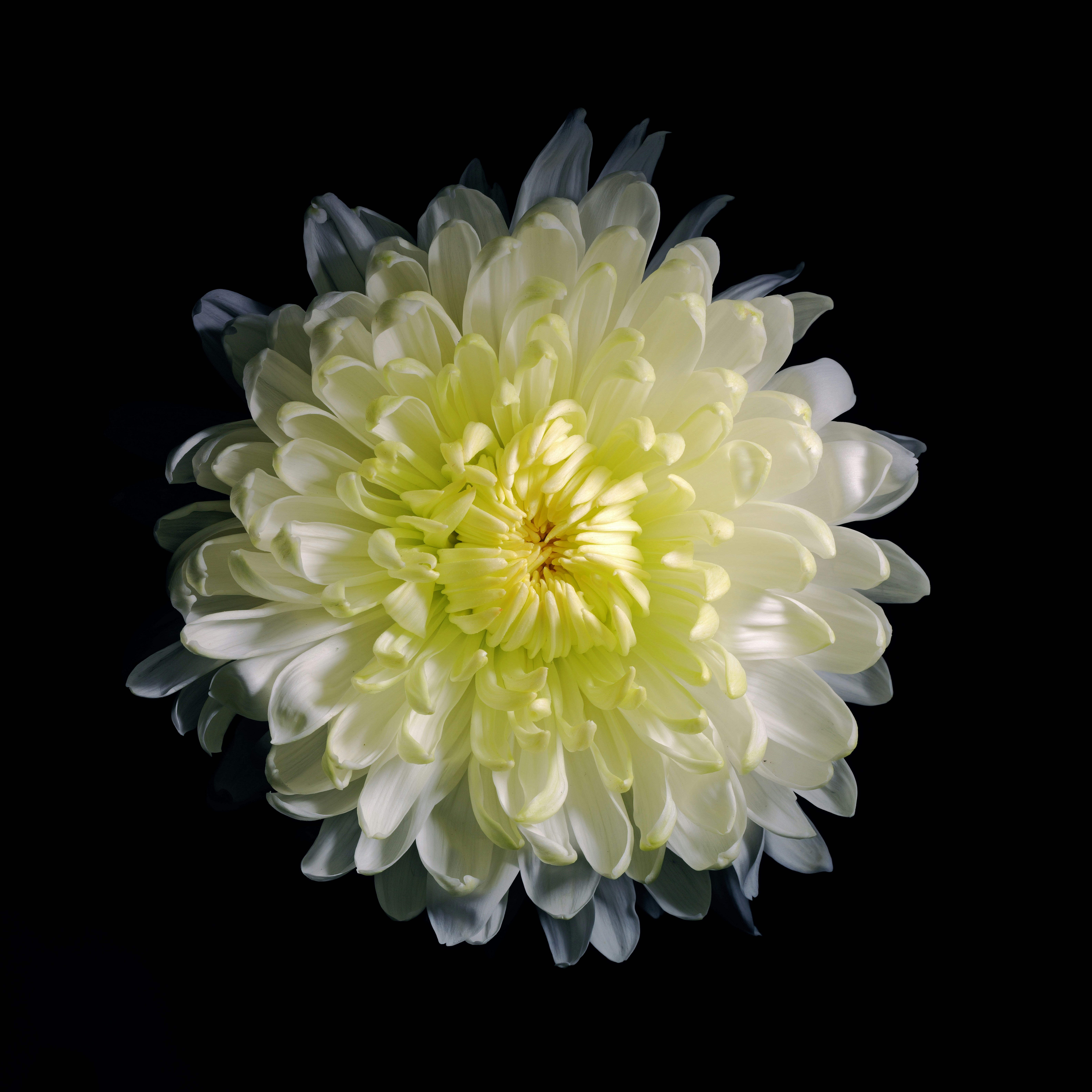 Yellow-white chrysanthemum center against black background, isolated floral bloom with soft petal texture.