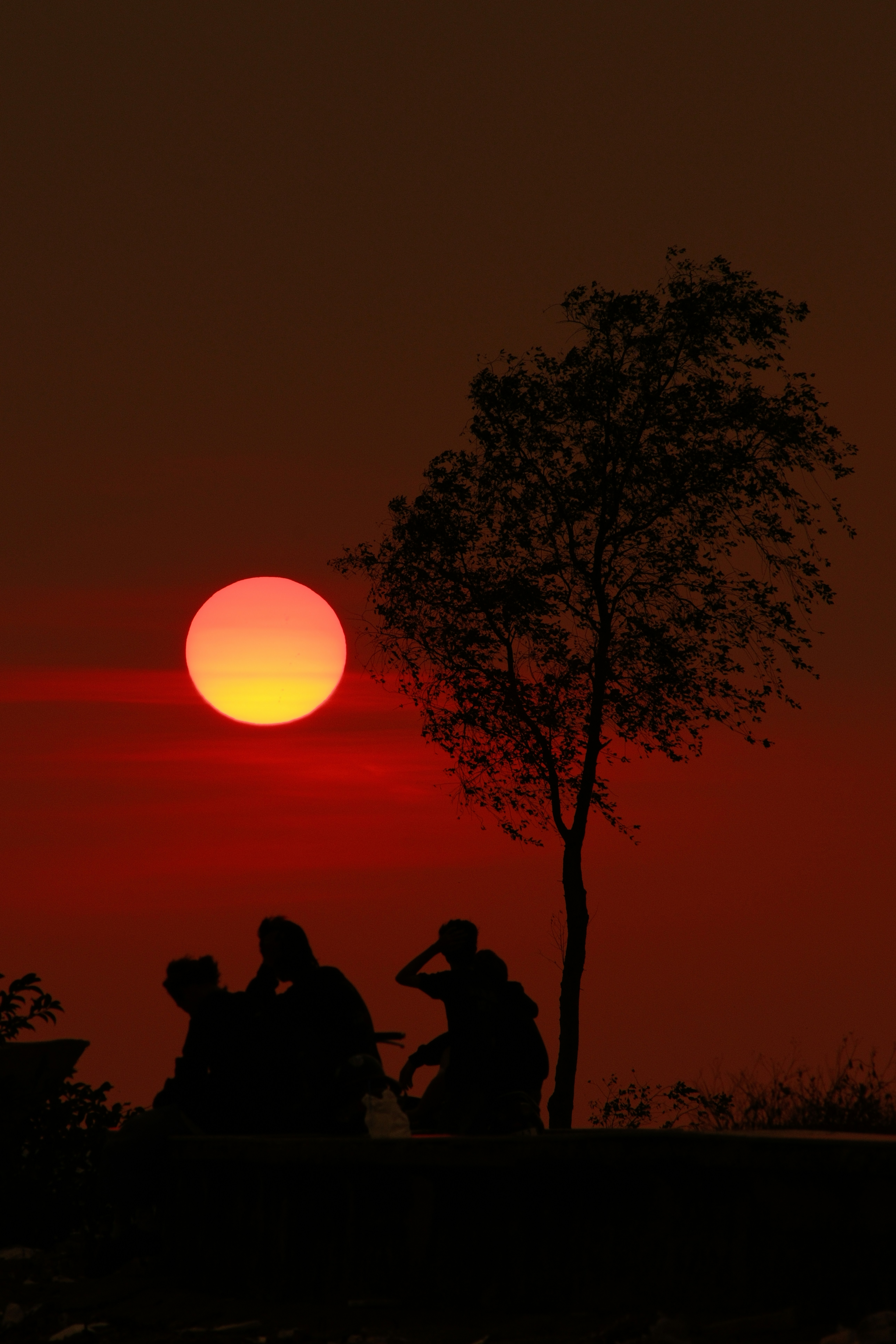 Silhouettes at Dusk: A Lone Tree Beside the Red Sun