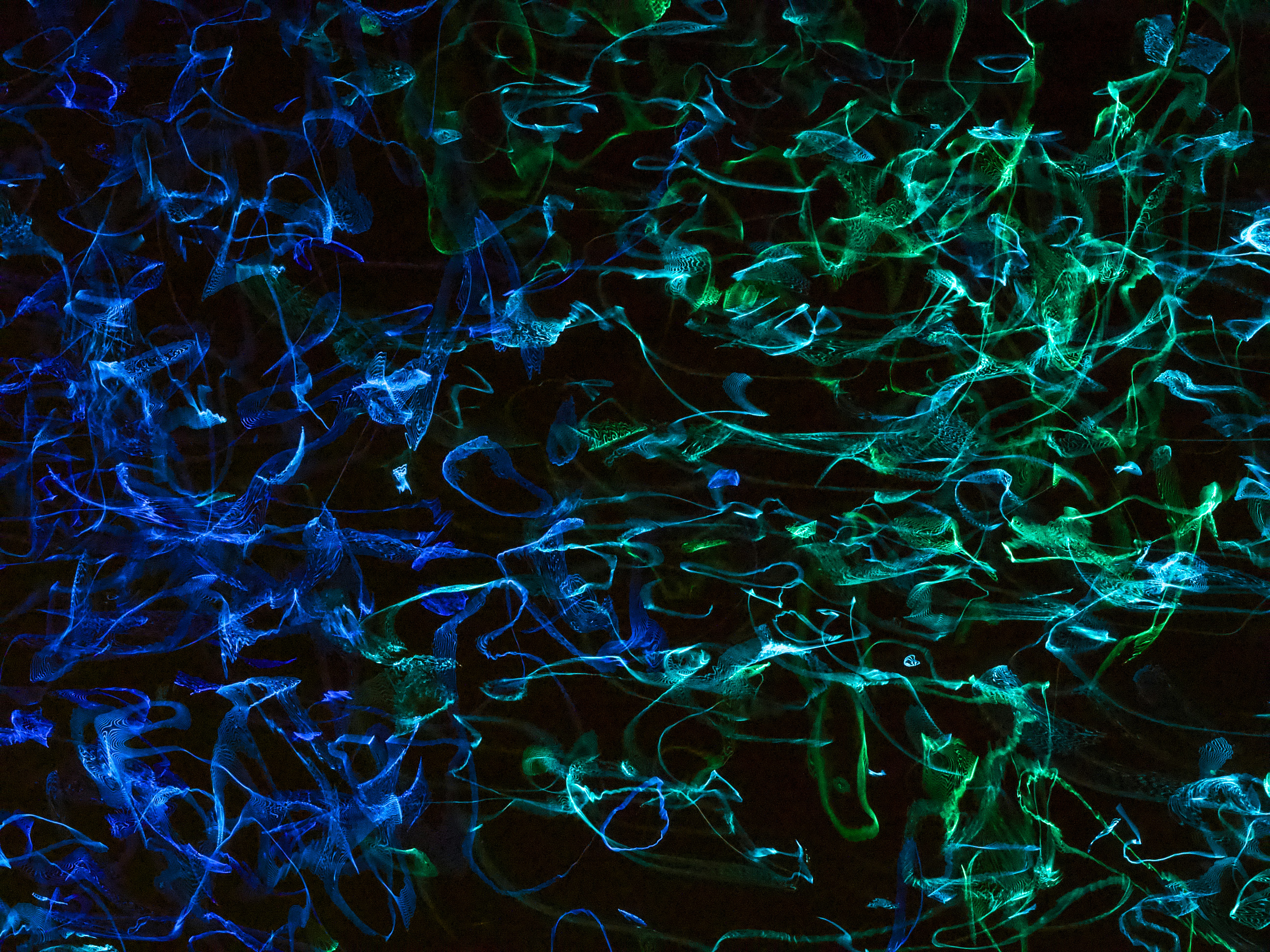 Chromatic Smokeplay: Neon Tendrils in a Midnight Matrix