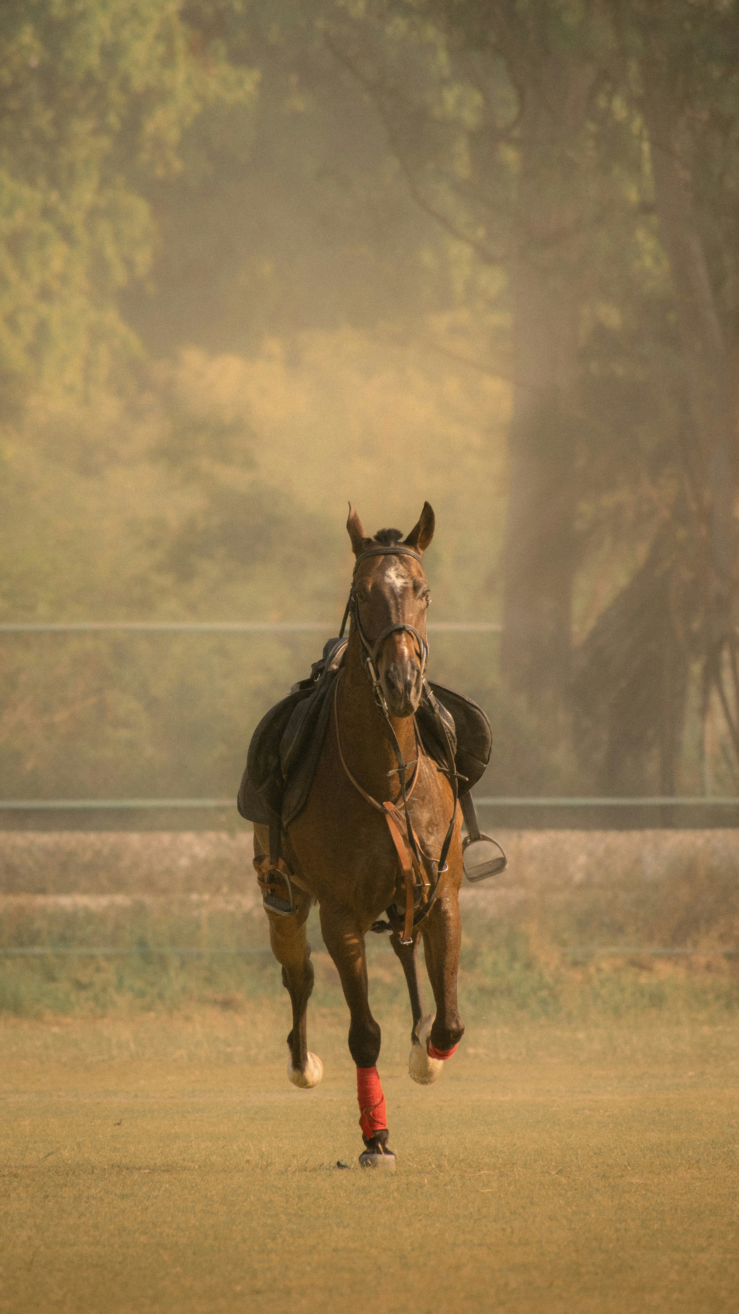 Gallop Through Golden Morning: A Horse in Focus