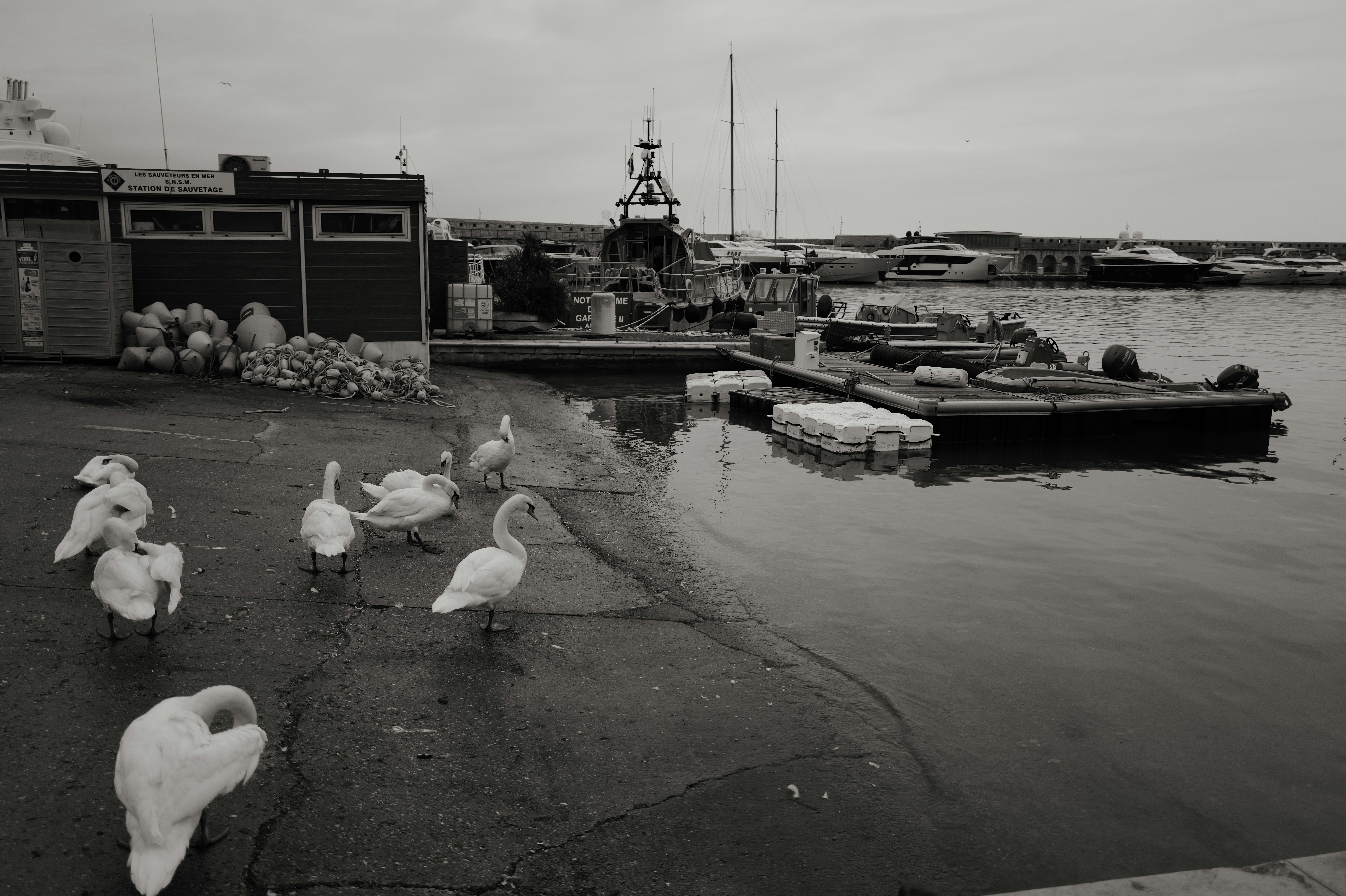 Gulls at the Quay: Boats and Docks in Quiet Gray Light