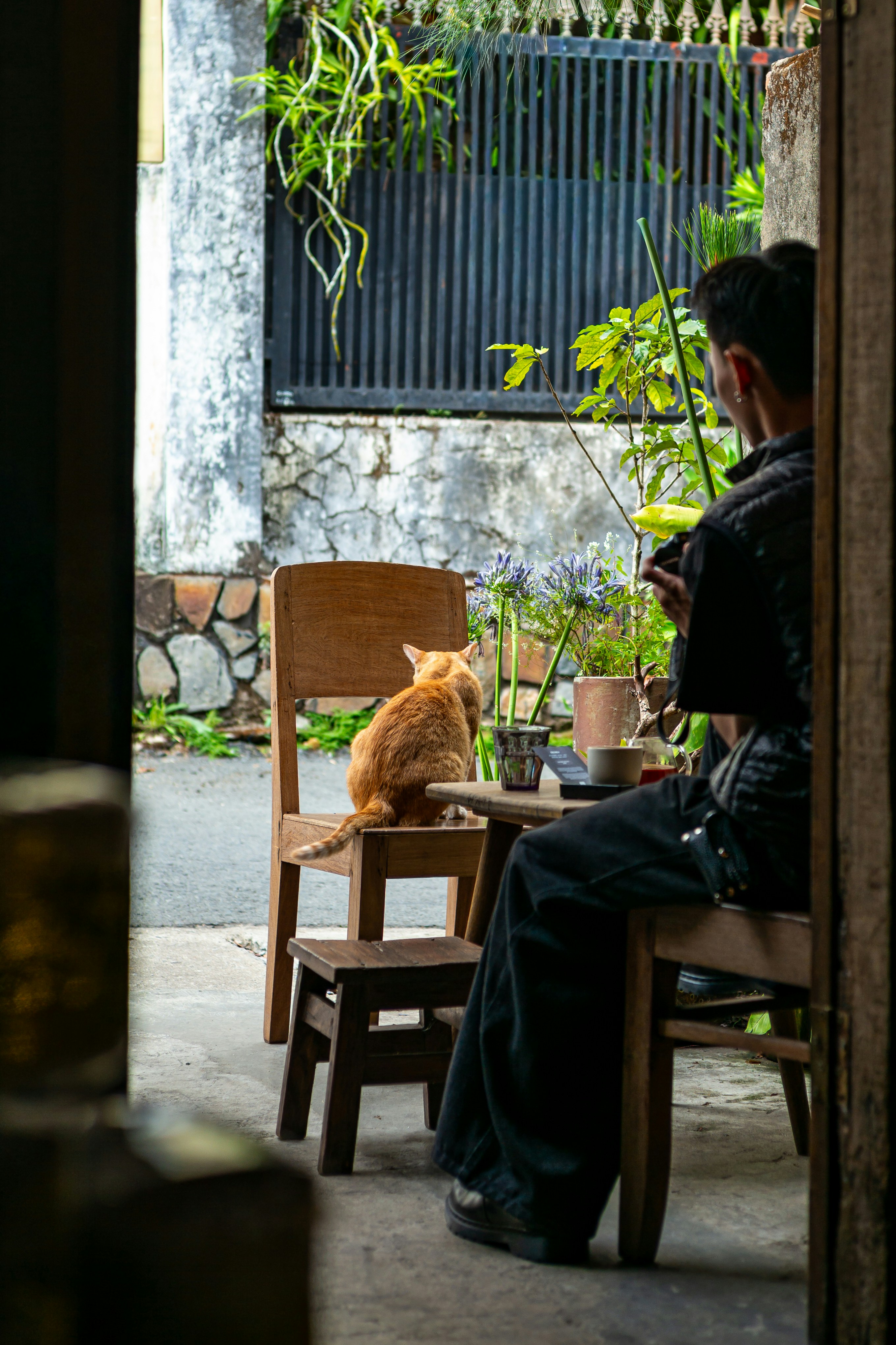 Quiet Corner: A Cat Watches from the Tabletop as a Guest Arrives