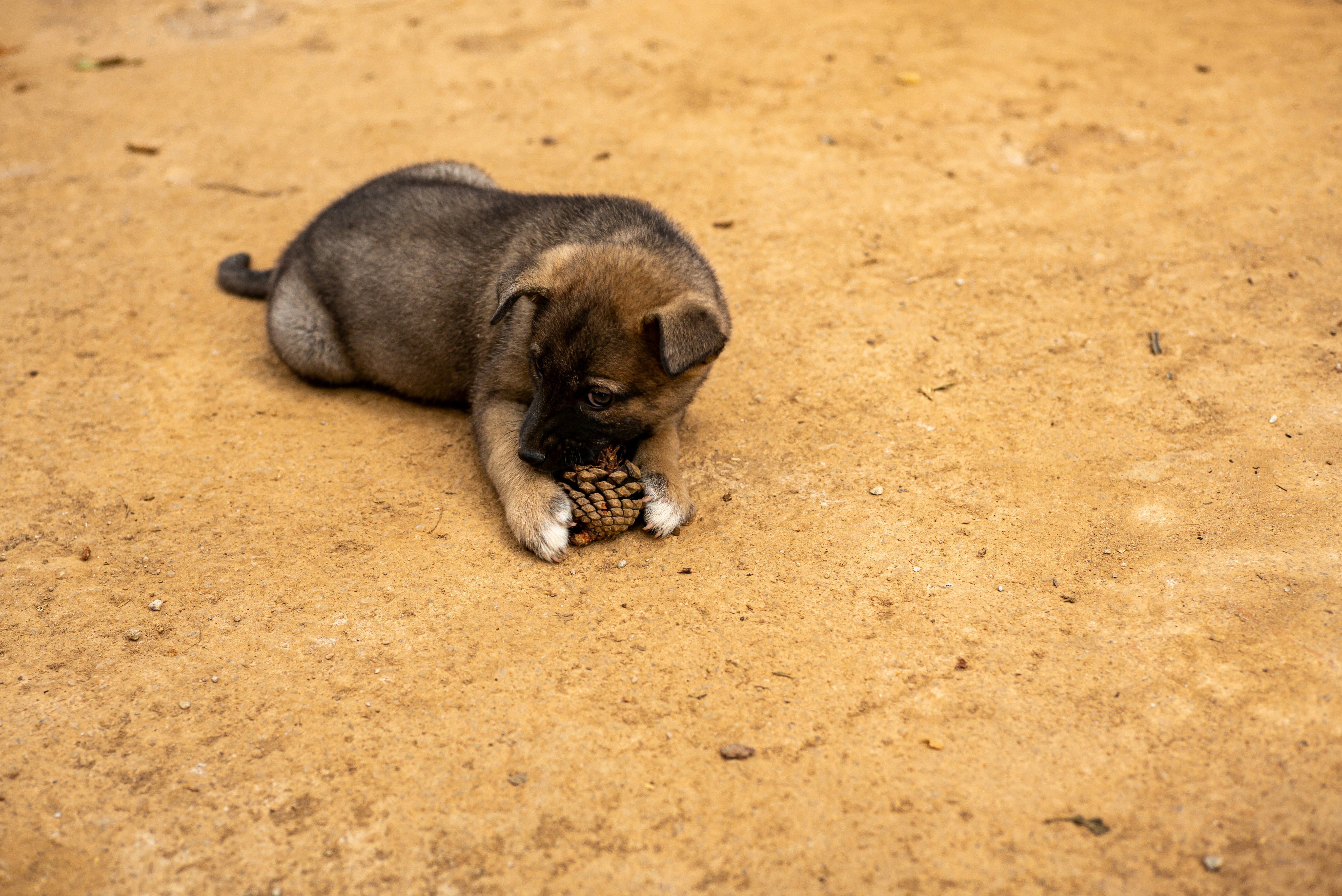 Curious Pup with Pinecone Treasure on Sunlit Sand