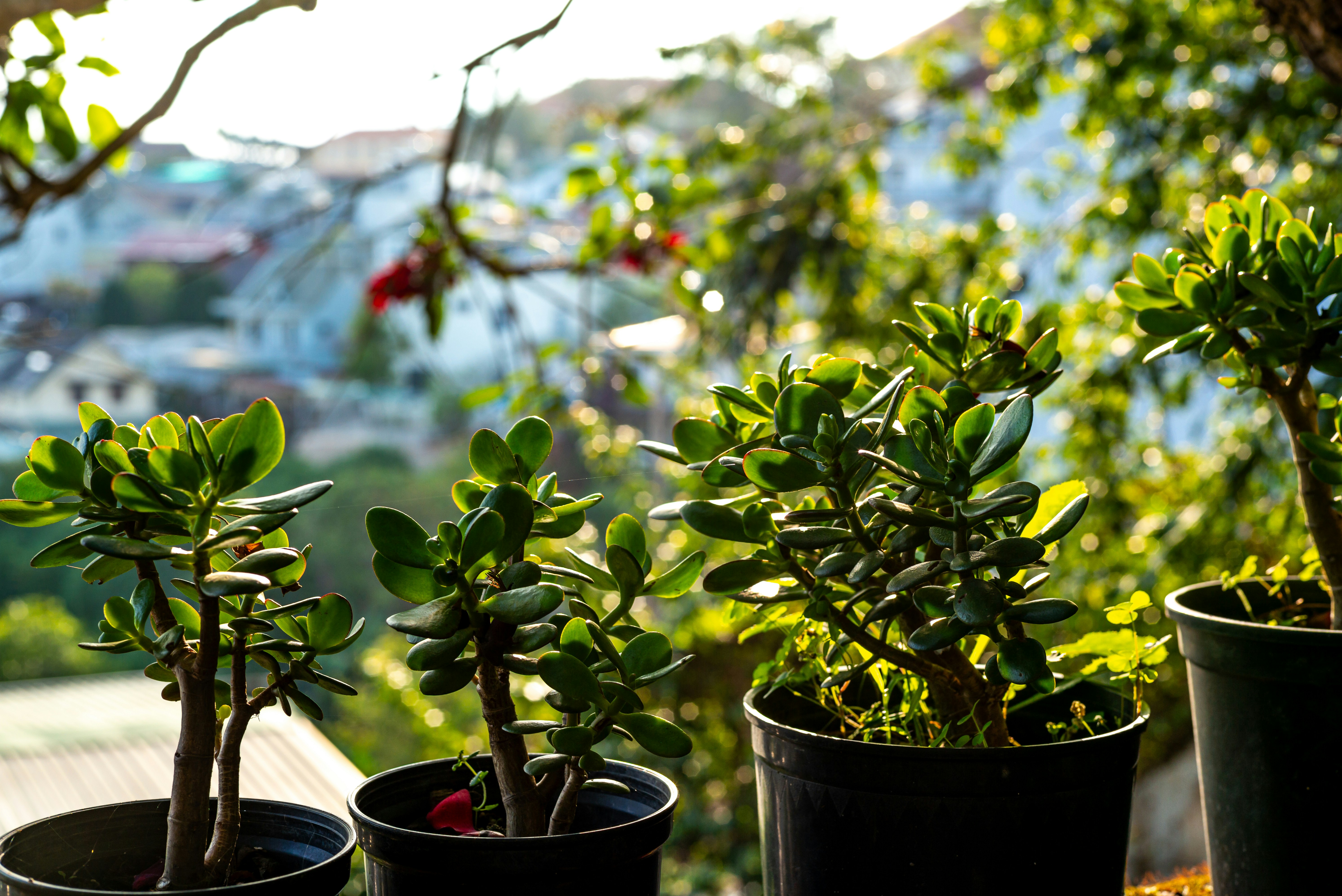 Verdant Pots at the Edge of a Sunlit Terrace