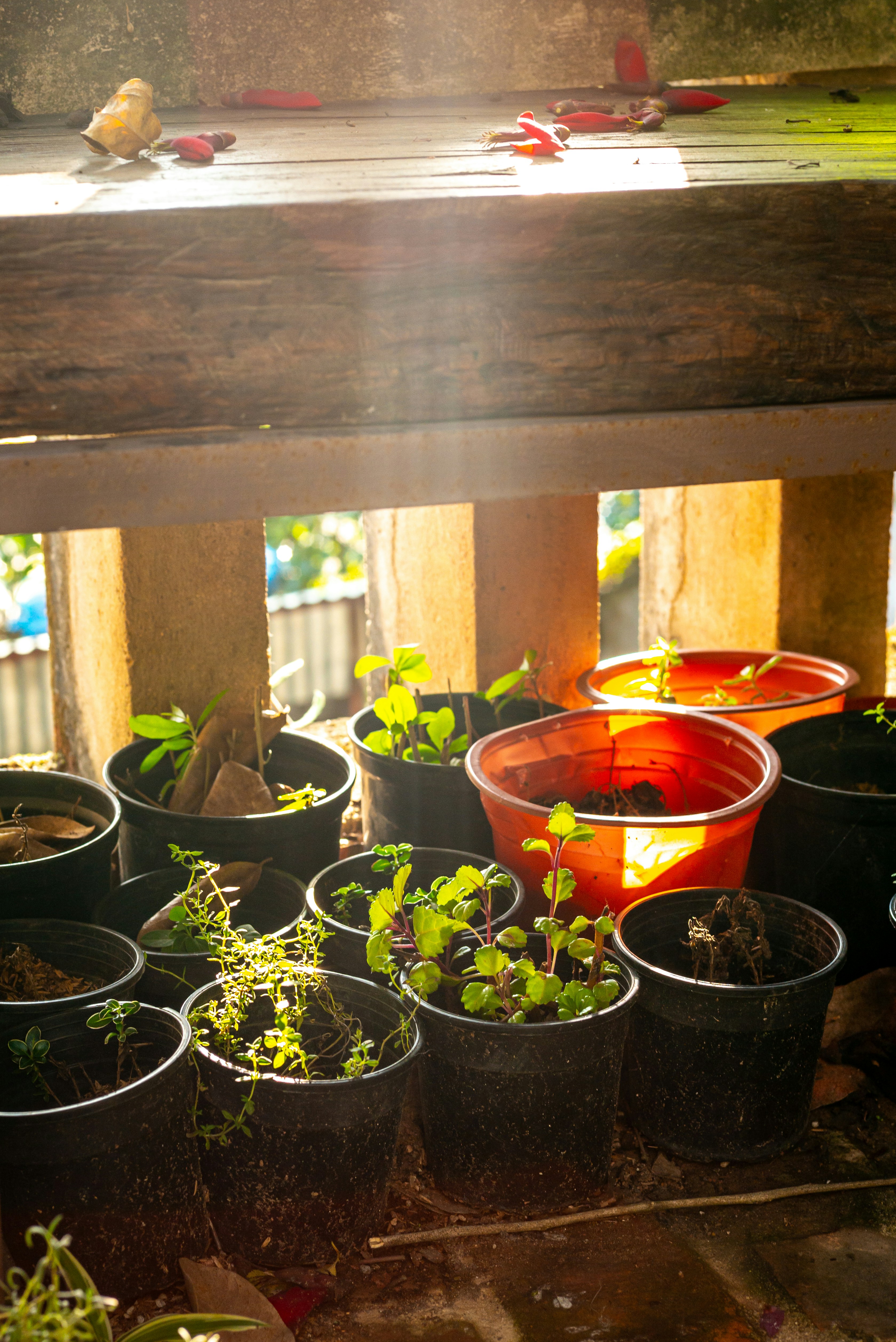 Sunlit Pots of Green: Balcony Garden Emergence