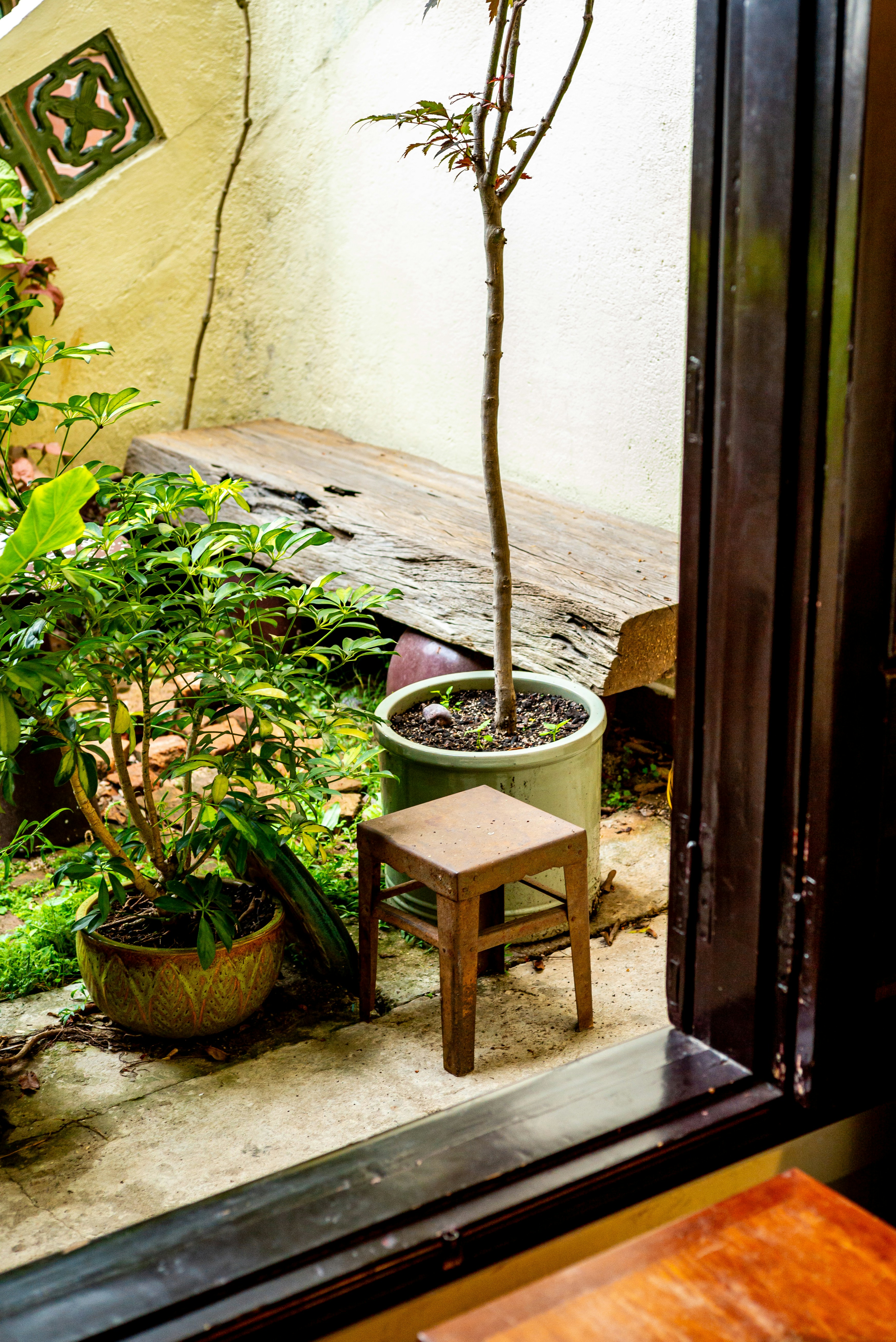 Cottage Garden Corner: Tree in a Pot Beside a Weathered Bench
