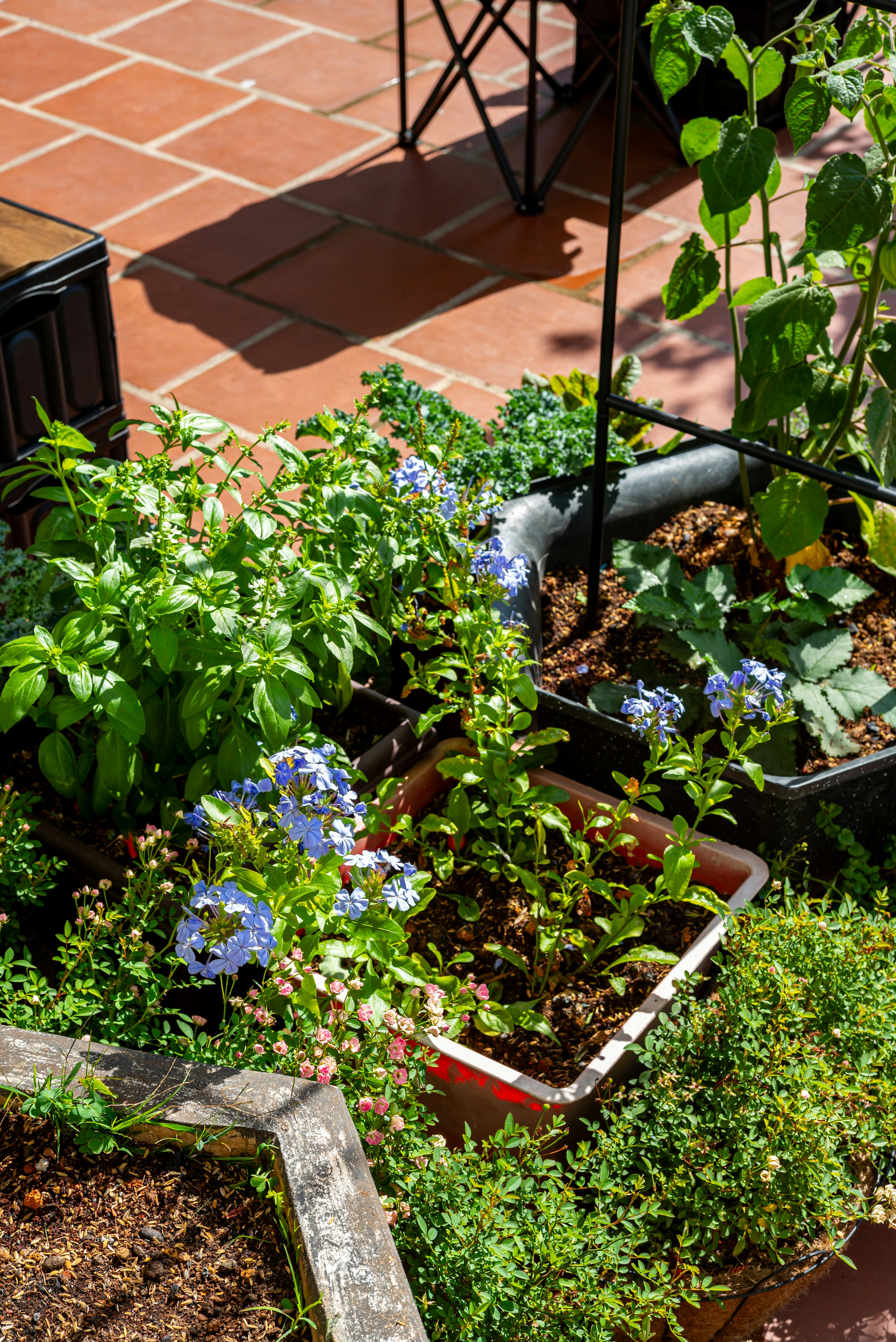 Sunlit Herb Garden in Terracotta Planters