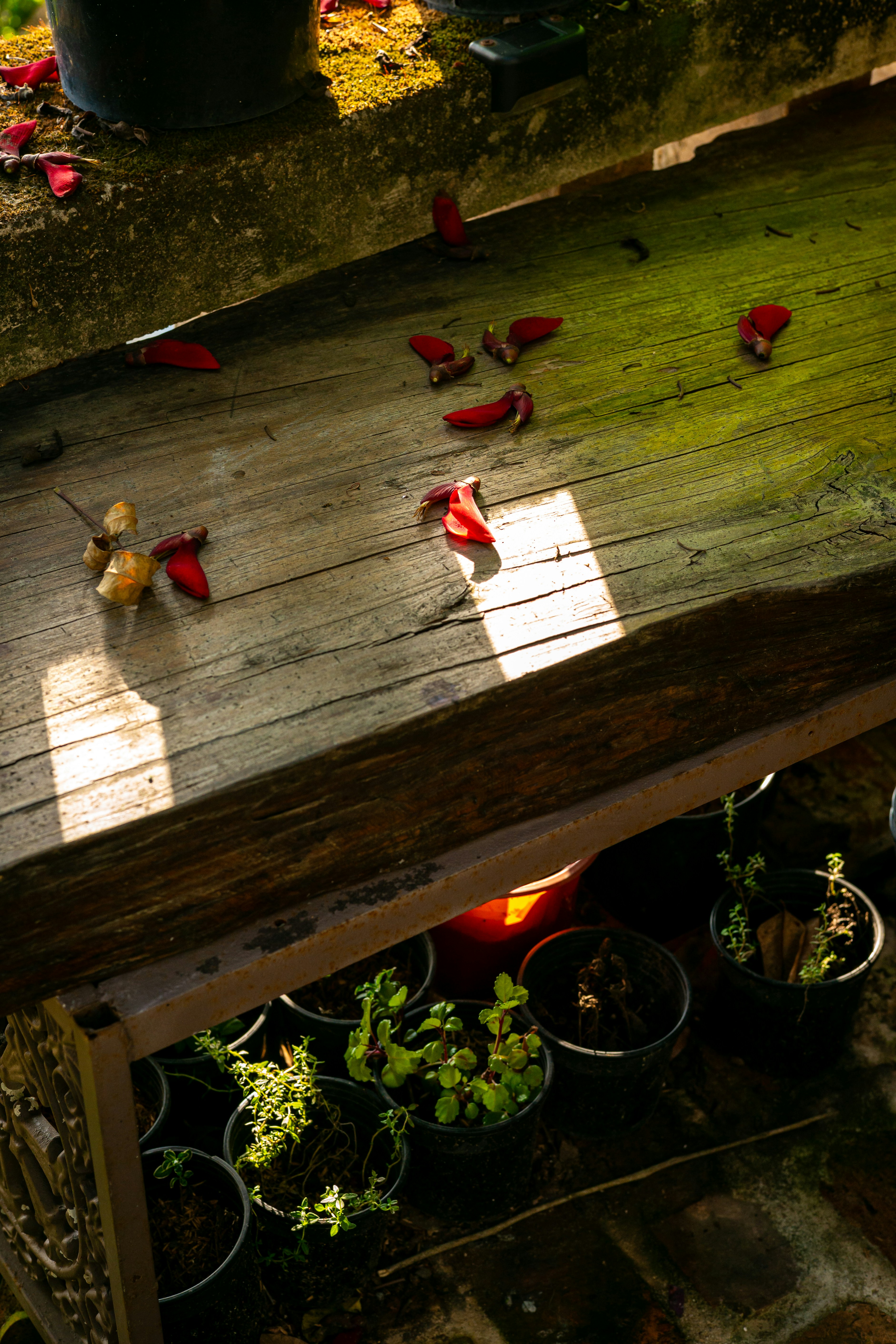 Sunlit Petals and Mossy Wood on a Rustic Workbench