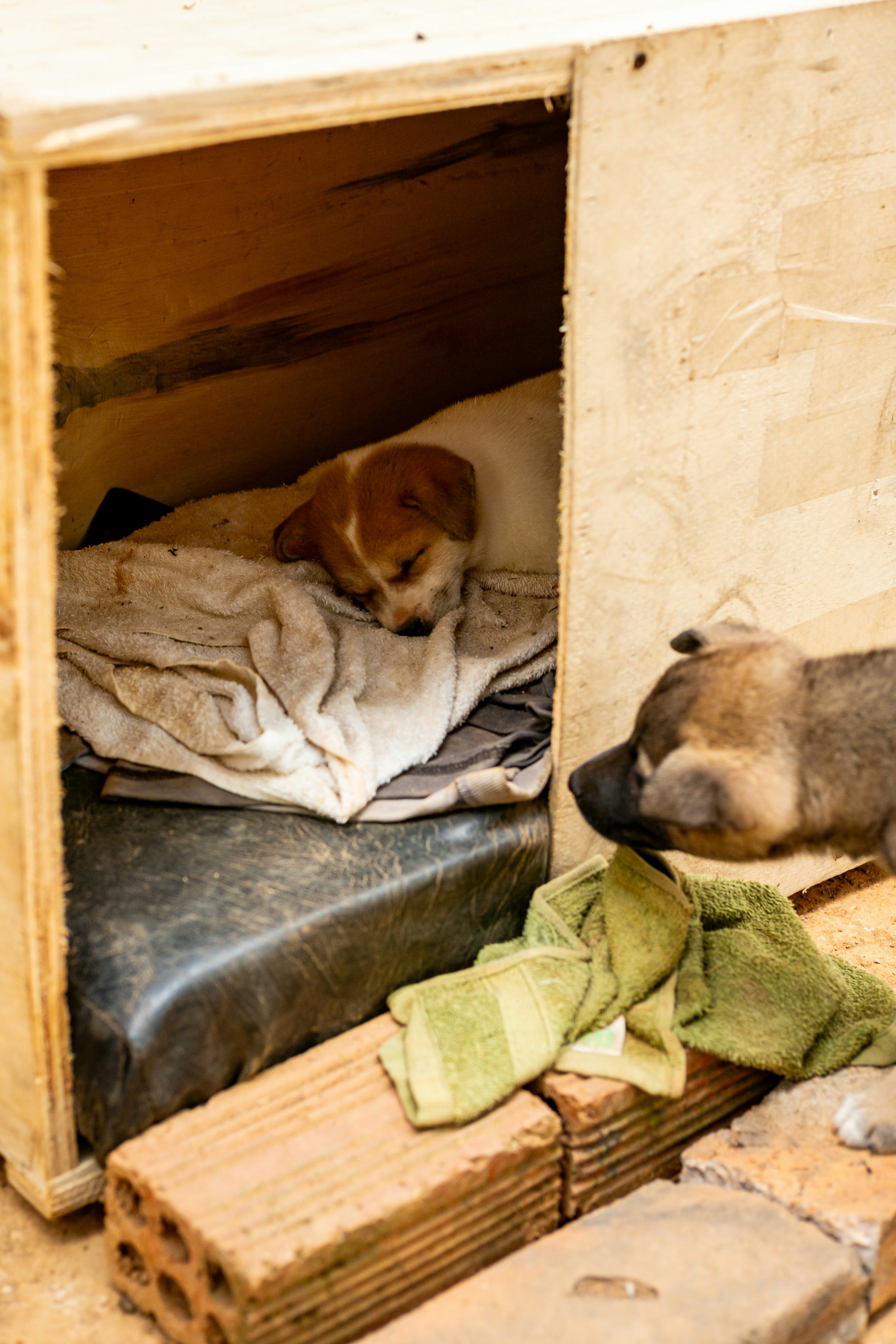 Quiet Refuge: A Small Dog Resting In a Wooden Shelter Beside a Curious Visitor