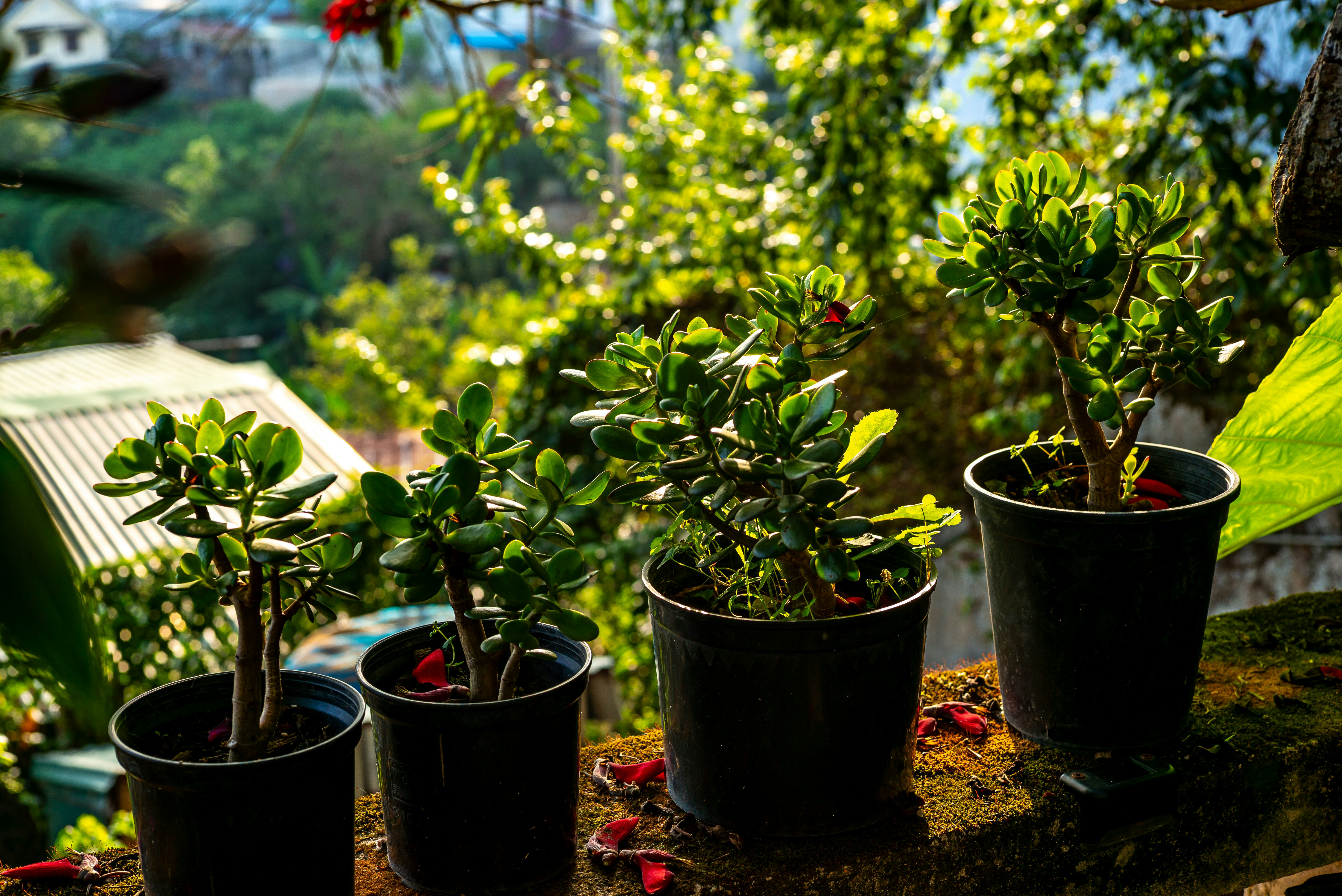 Sunlit Terrace Succulents in Focus