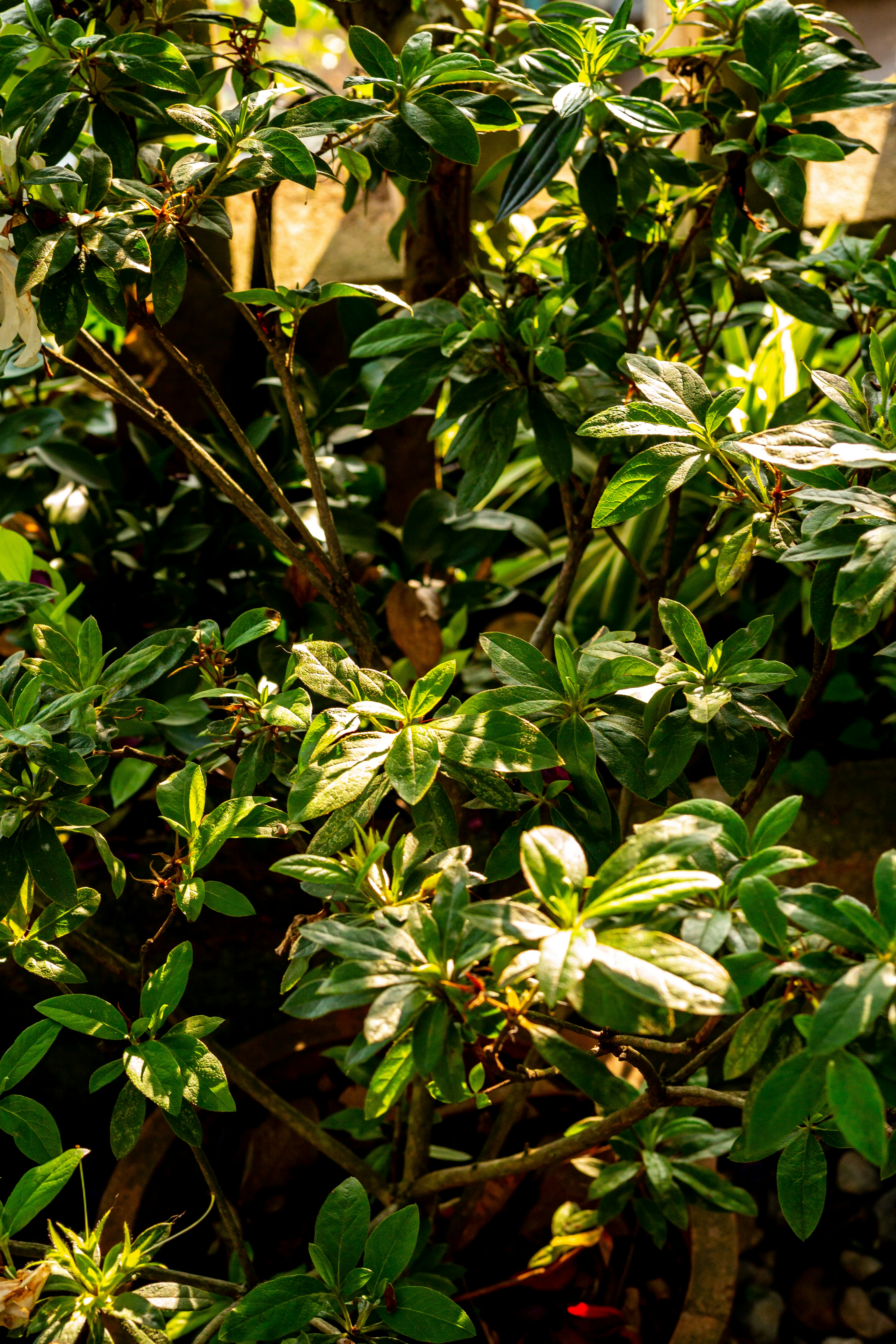 Sunlit Green Canopy: A Quiet Tangle of Leaves